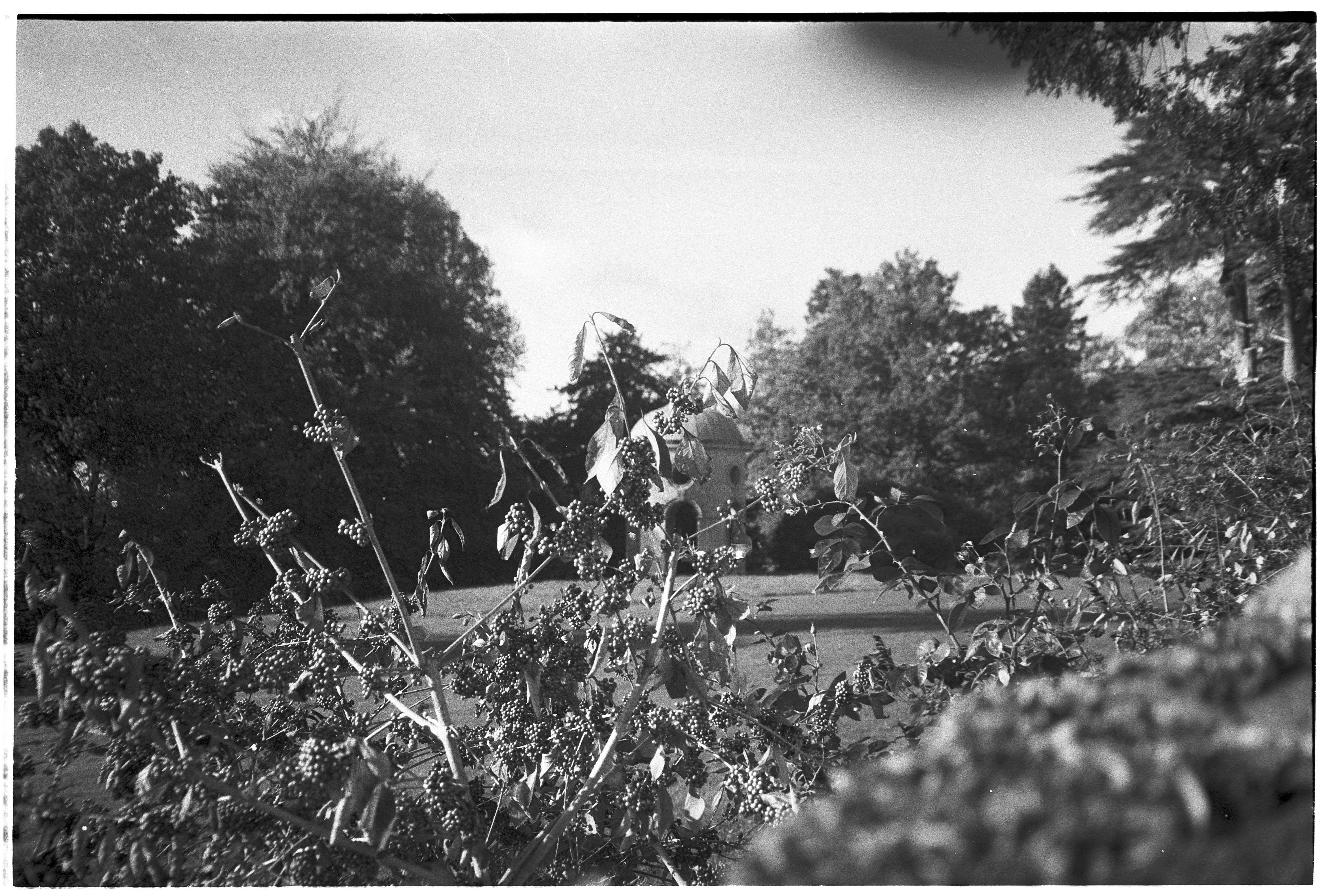 Grayscale Edge: Wild Stems Guard the Quiet Park