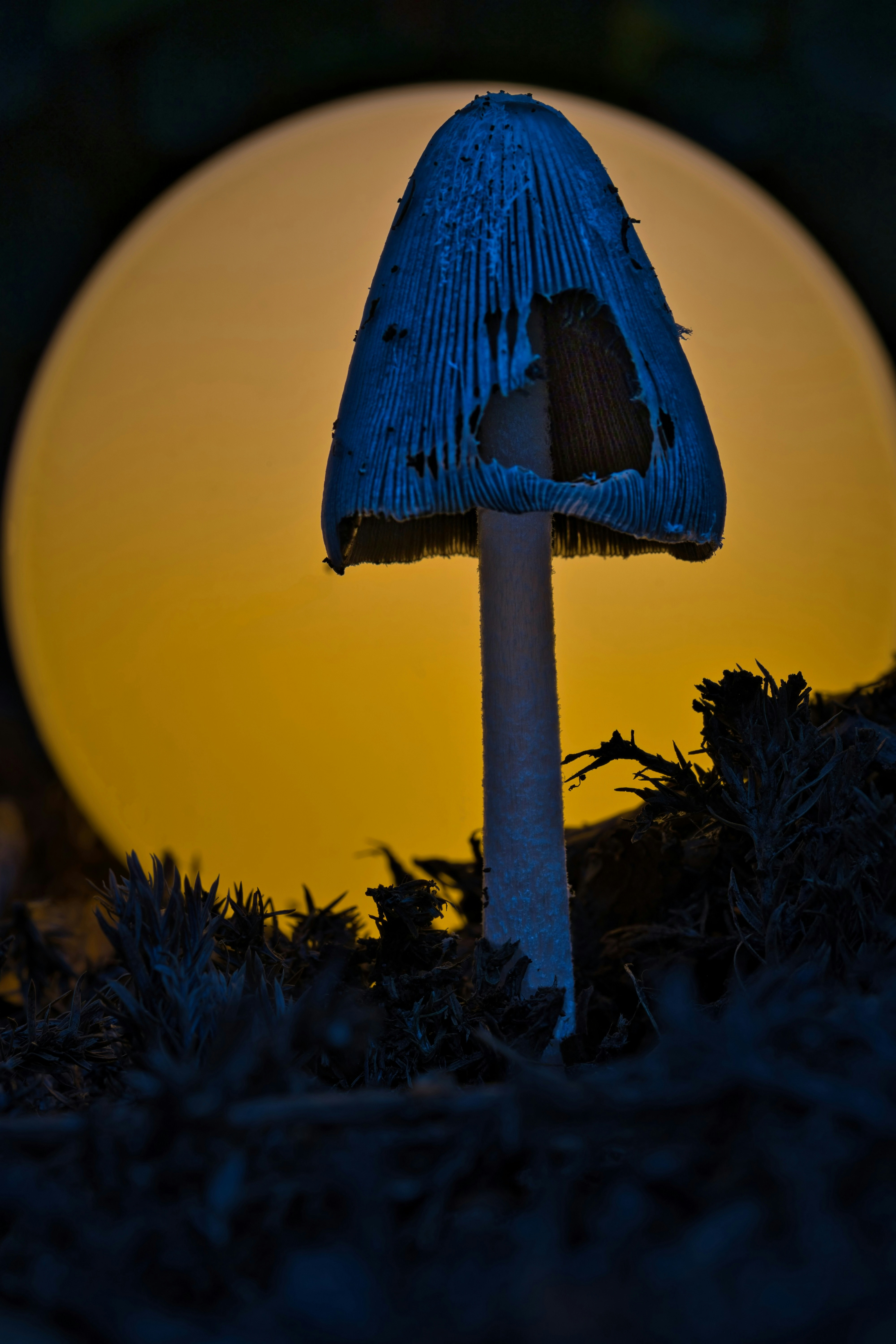 Azure Mushroom Surrounded by a Backlit Golden Halo