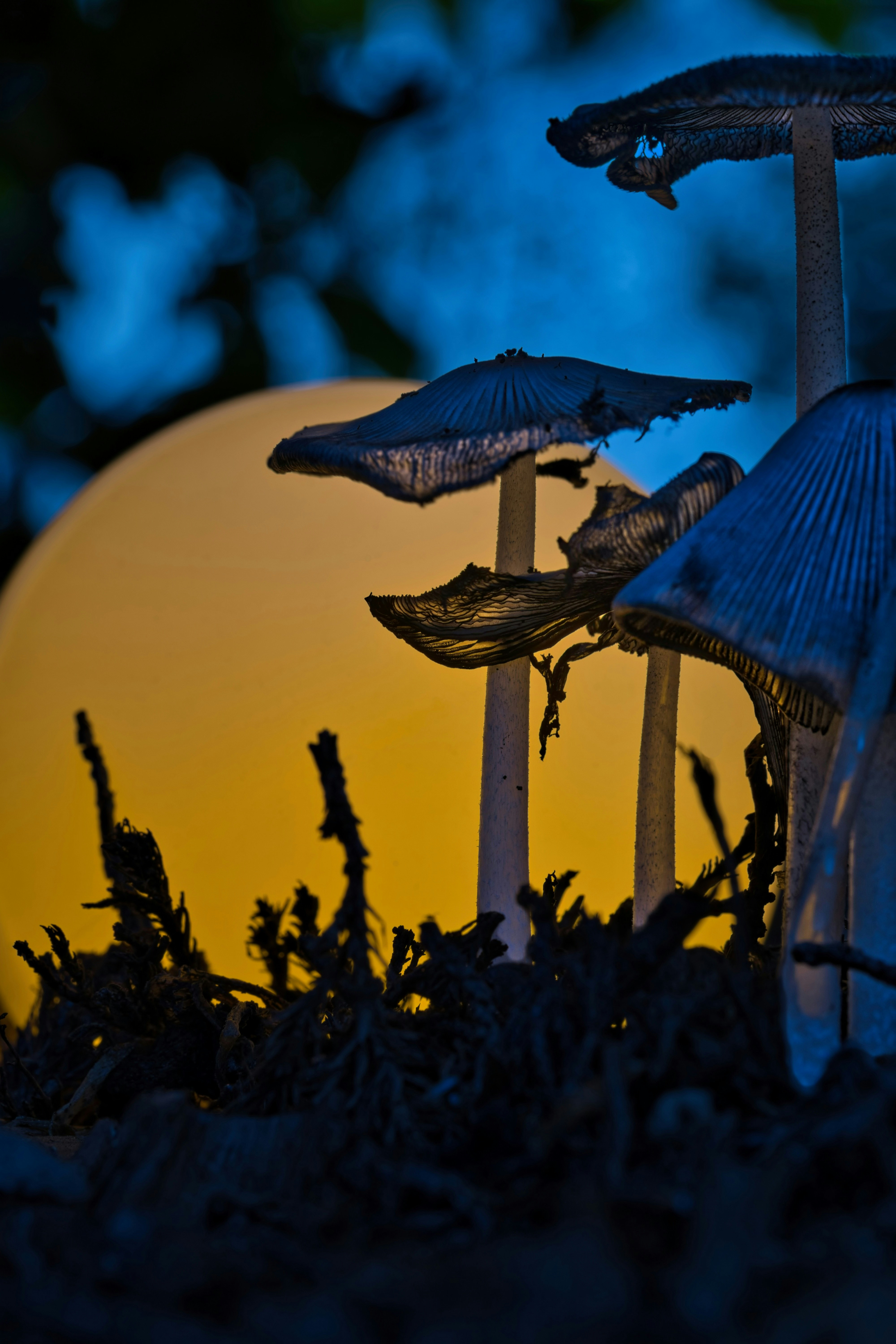 Blue-hour Fungi Framed by a Warm Orb