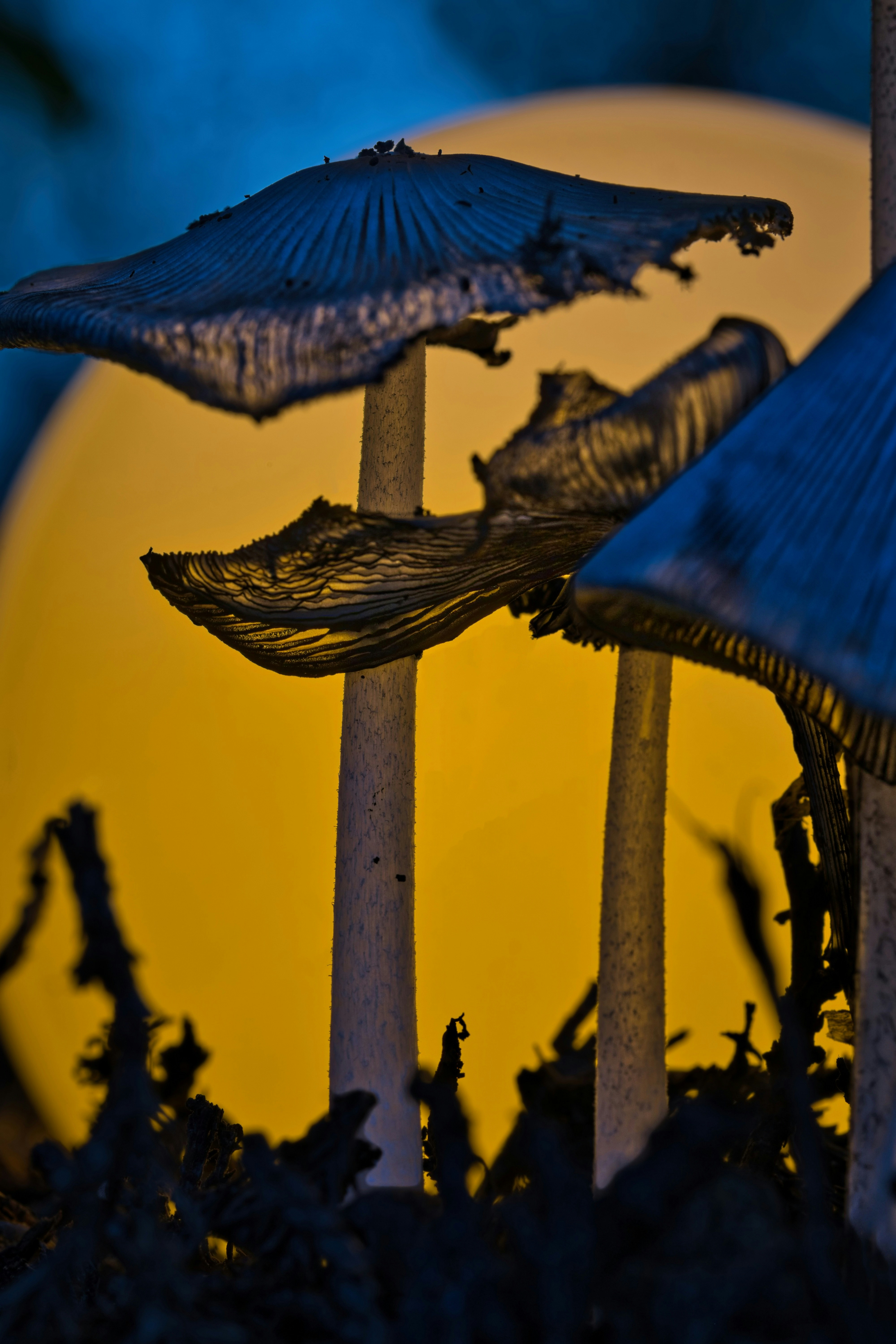 Blue-Capped Mushrooms Backlit by a Golden Halo