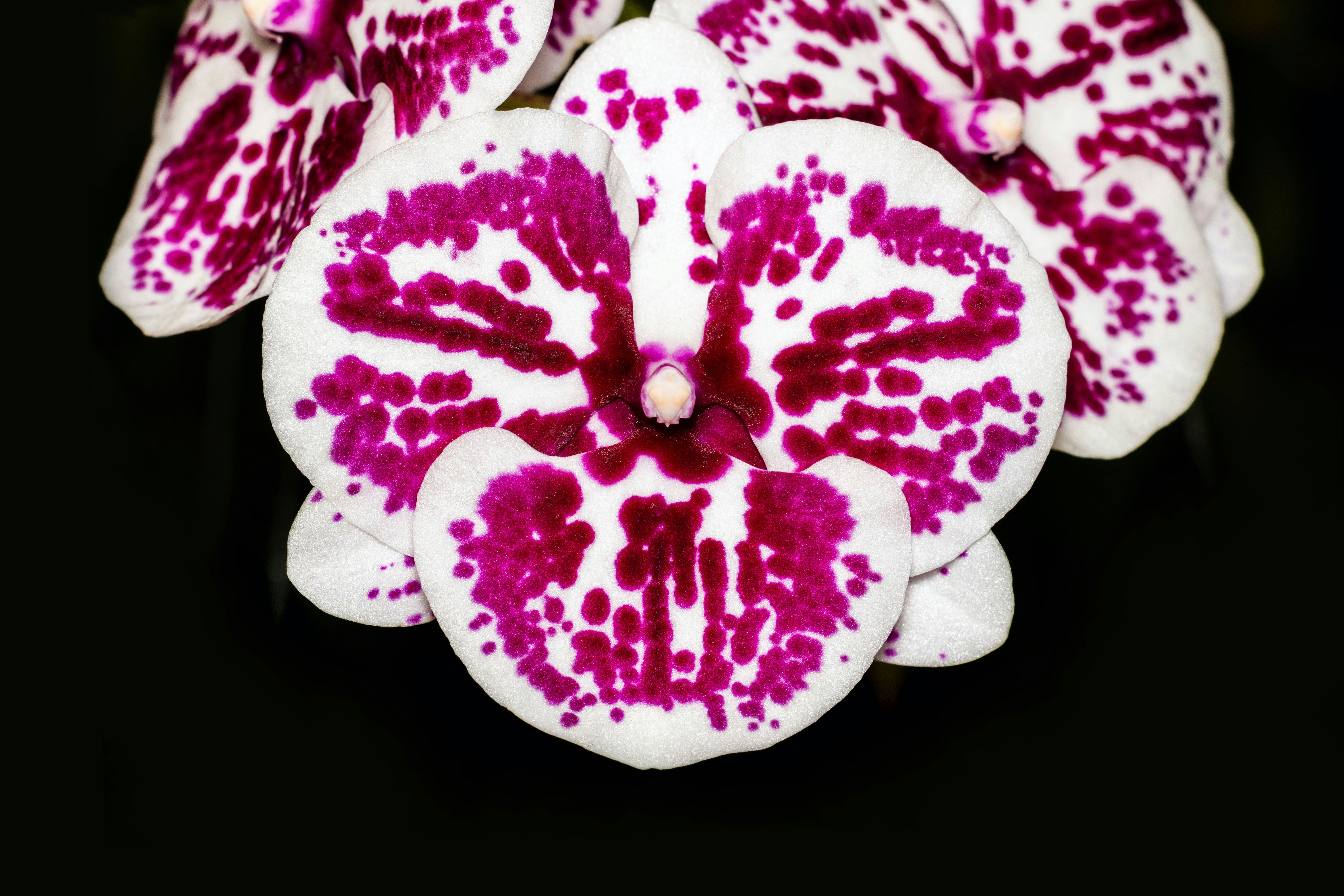 Crosshatched Magenta: Macro Portrait of White Orchids on a Midnight Backdrop