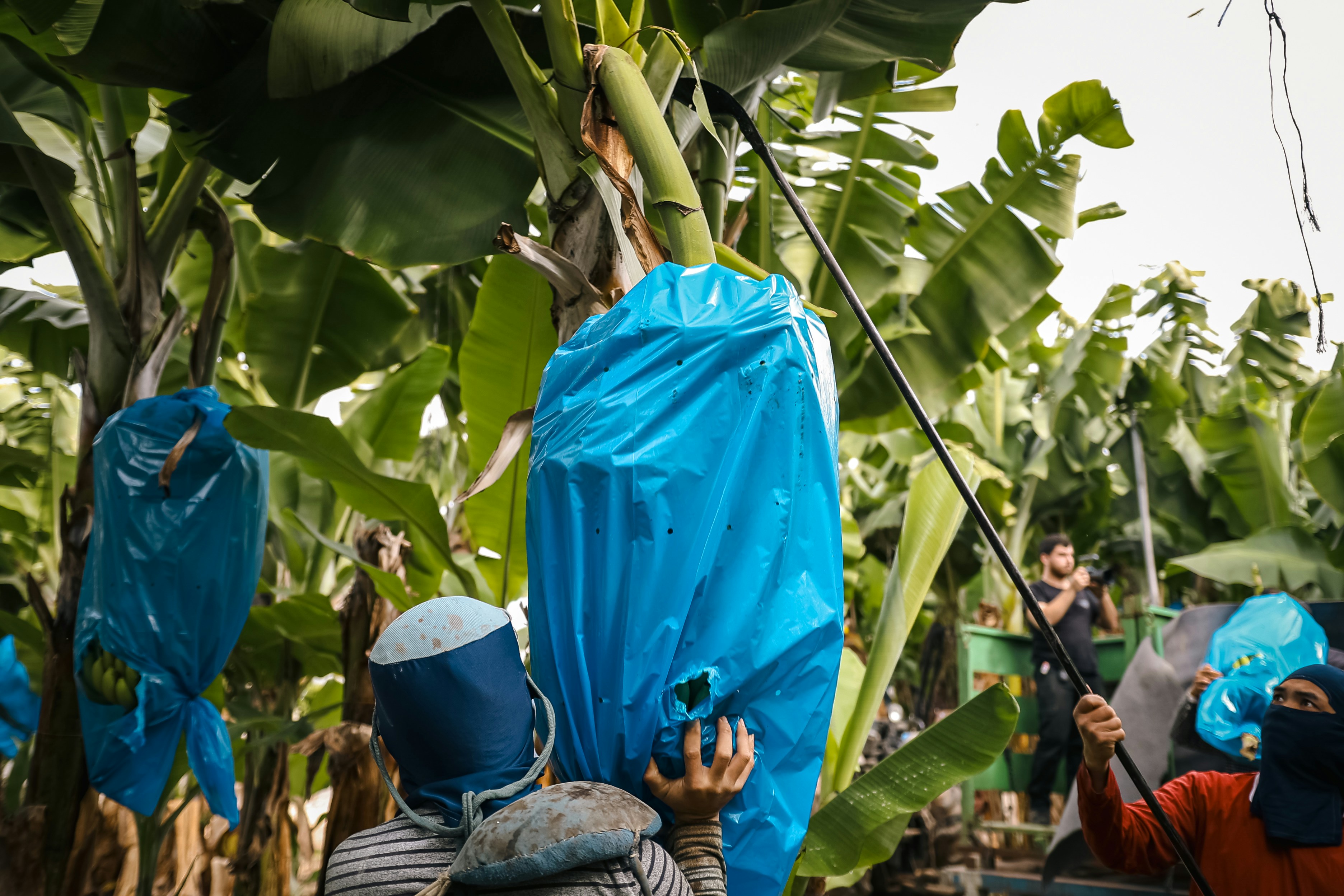 Blue Bags, Banana Leaves: A Quiet Harvest Scene