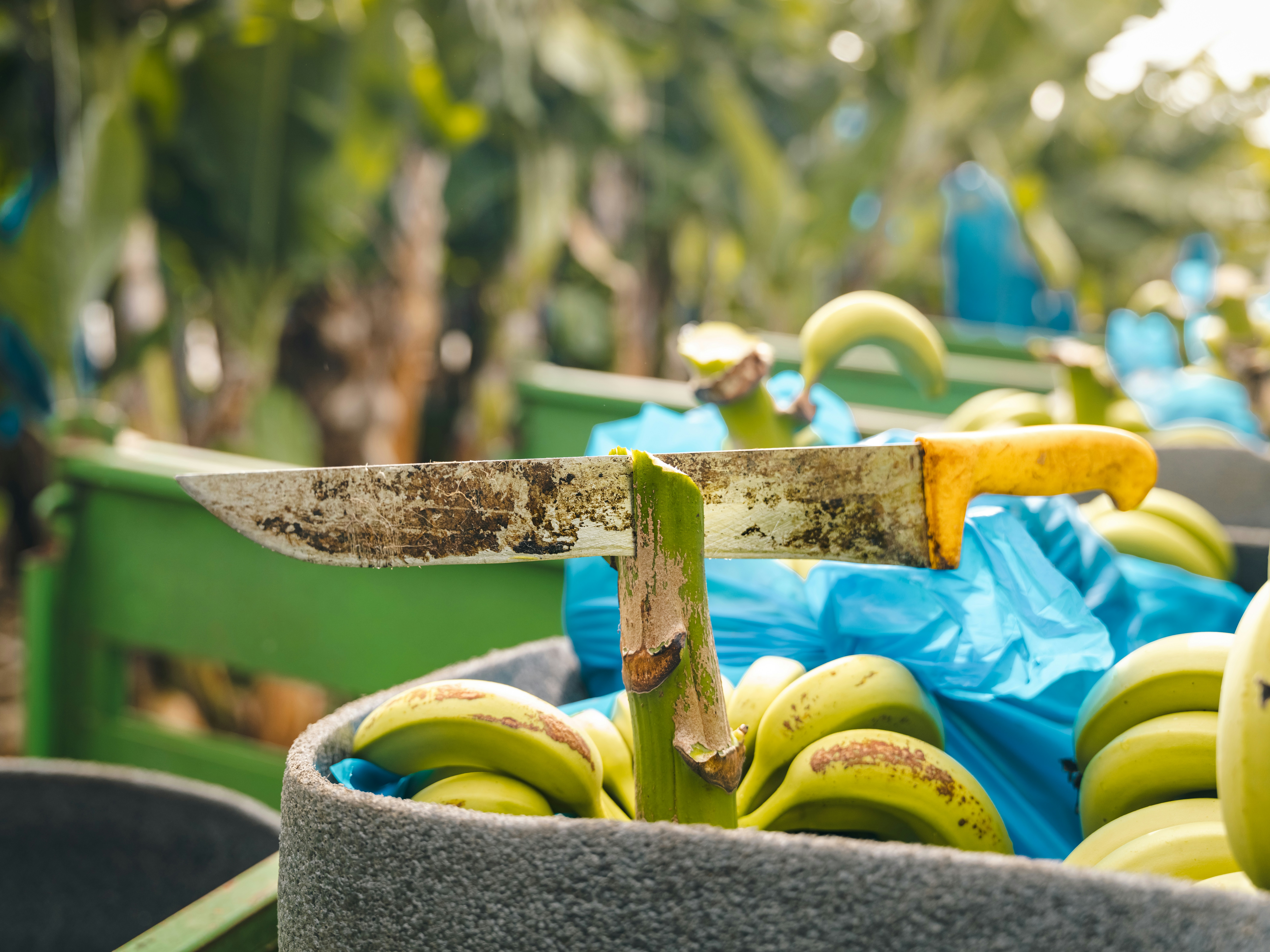 Blade Guarding the Banana Stack in a Sunlit Market