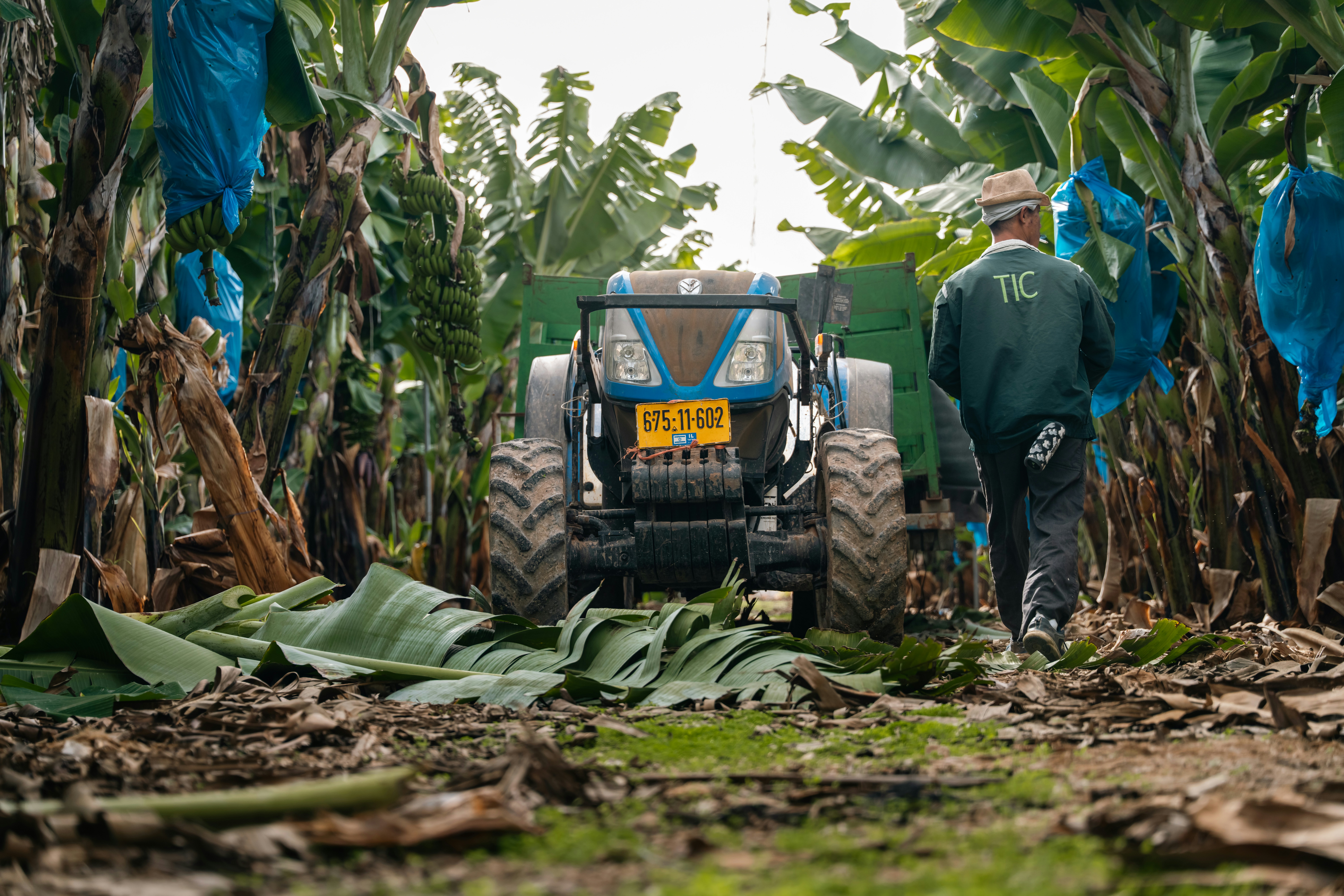 At the Heart of the Banana Grove: a Tractor Amid Blue Tarps and Leaf Debris
