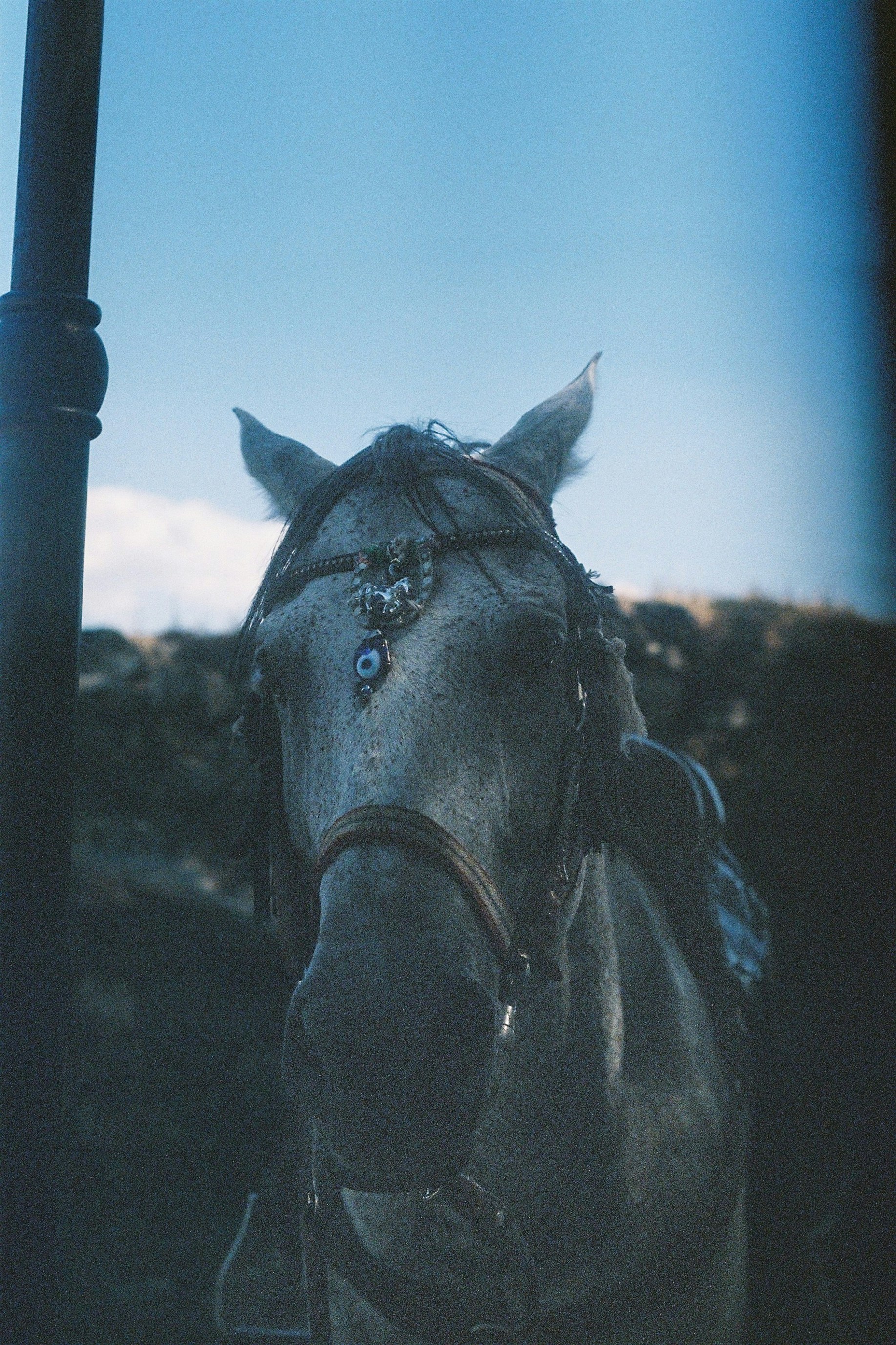 A close-up of a white horse with ornate bridle