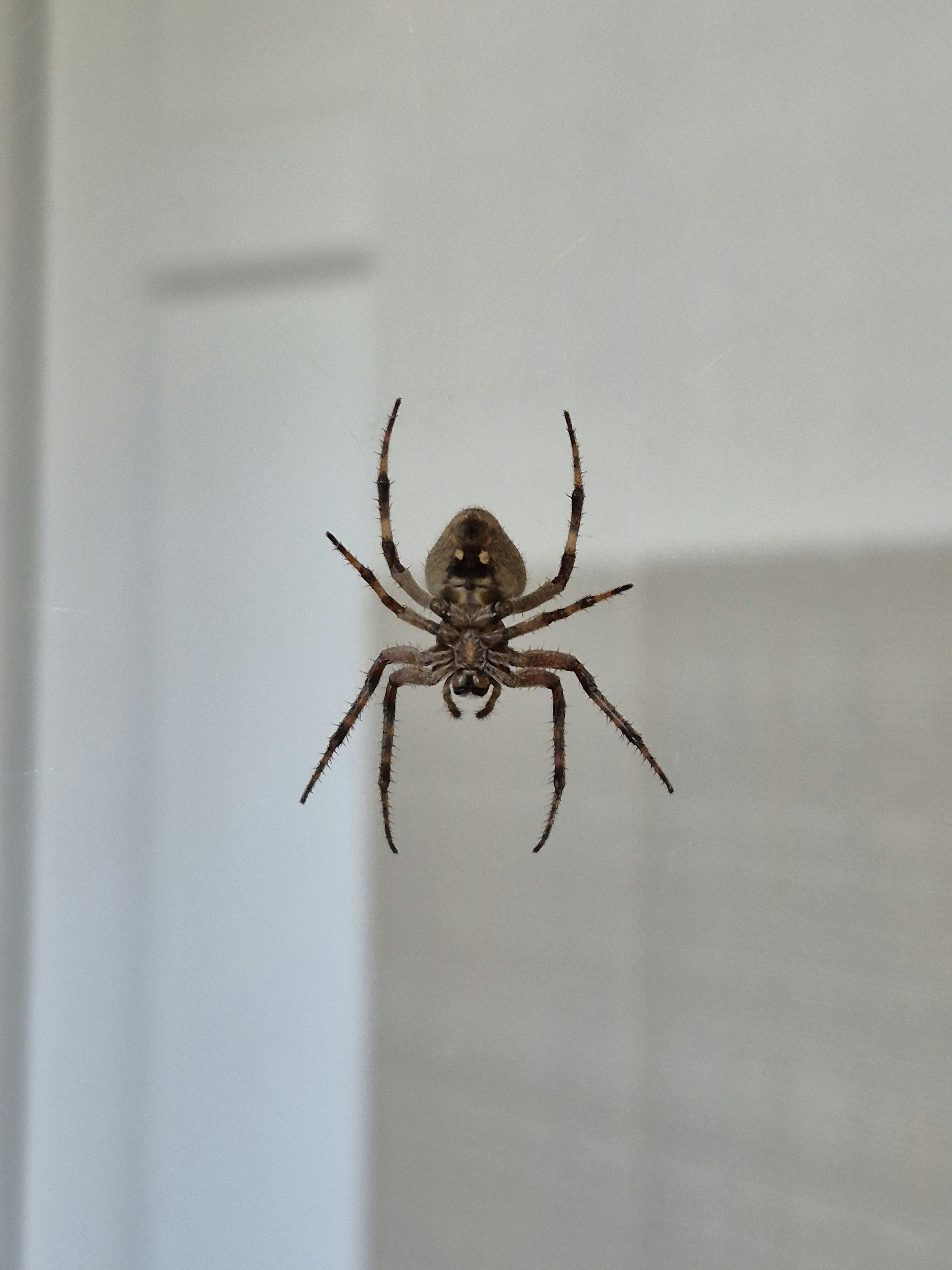 Photo by Hanuman Mattupalli with Samsung Galaxy S24 FE