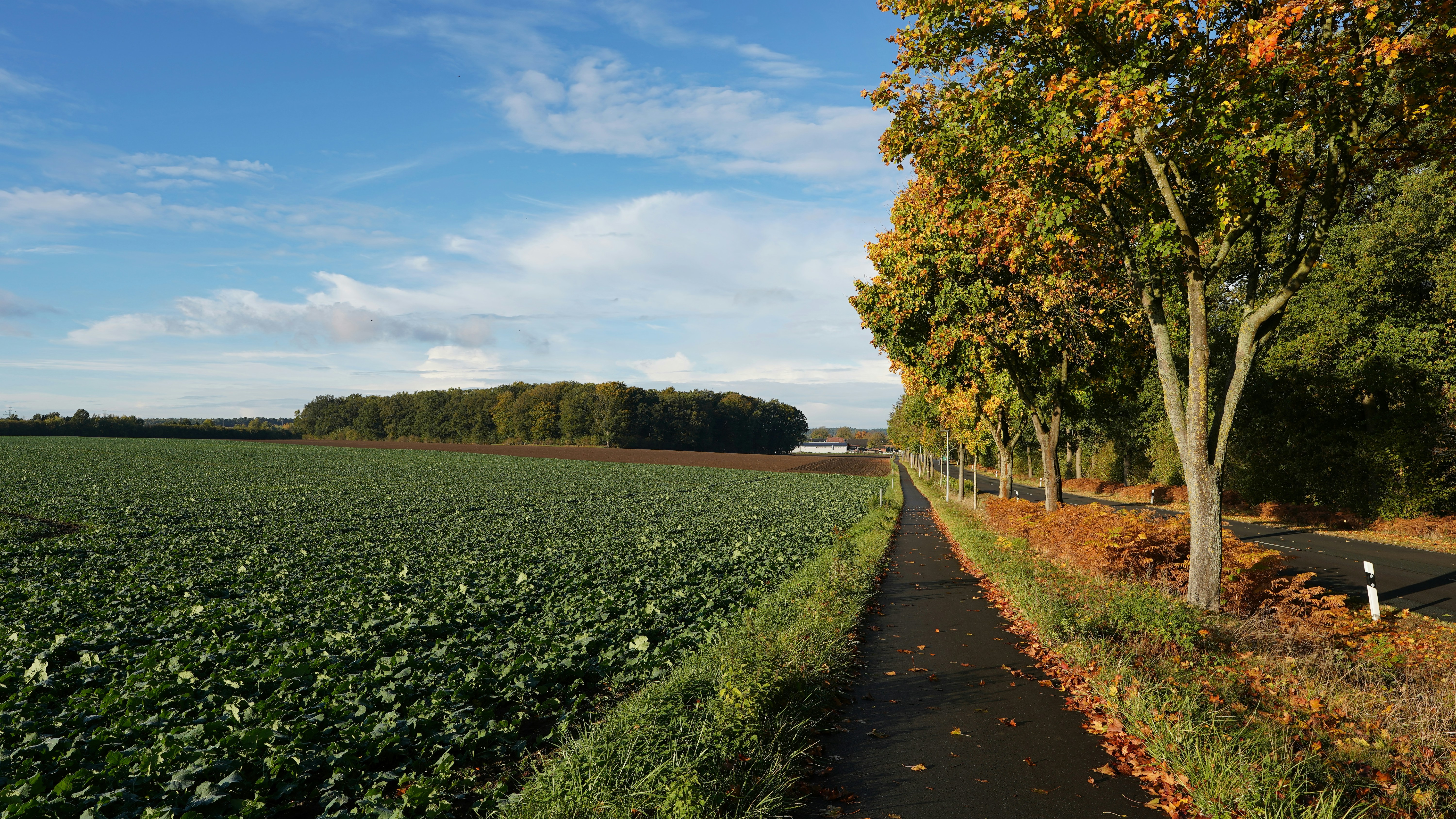 Autumn Horizon Walk: Tree-lined Corridor Between Field and Woods