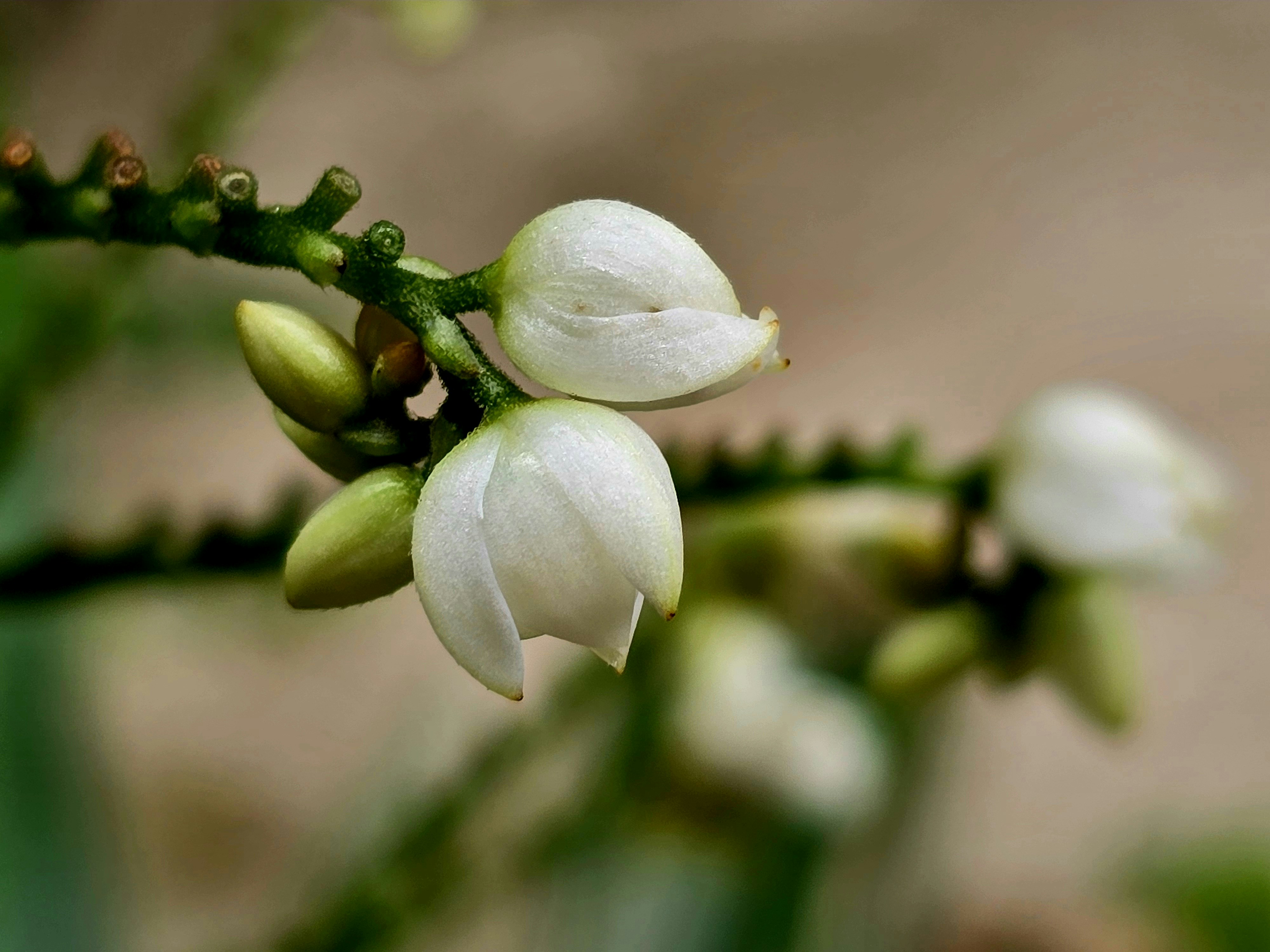 Whispered White Buds Along a Thorny Green Stem