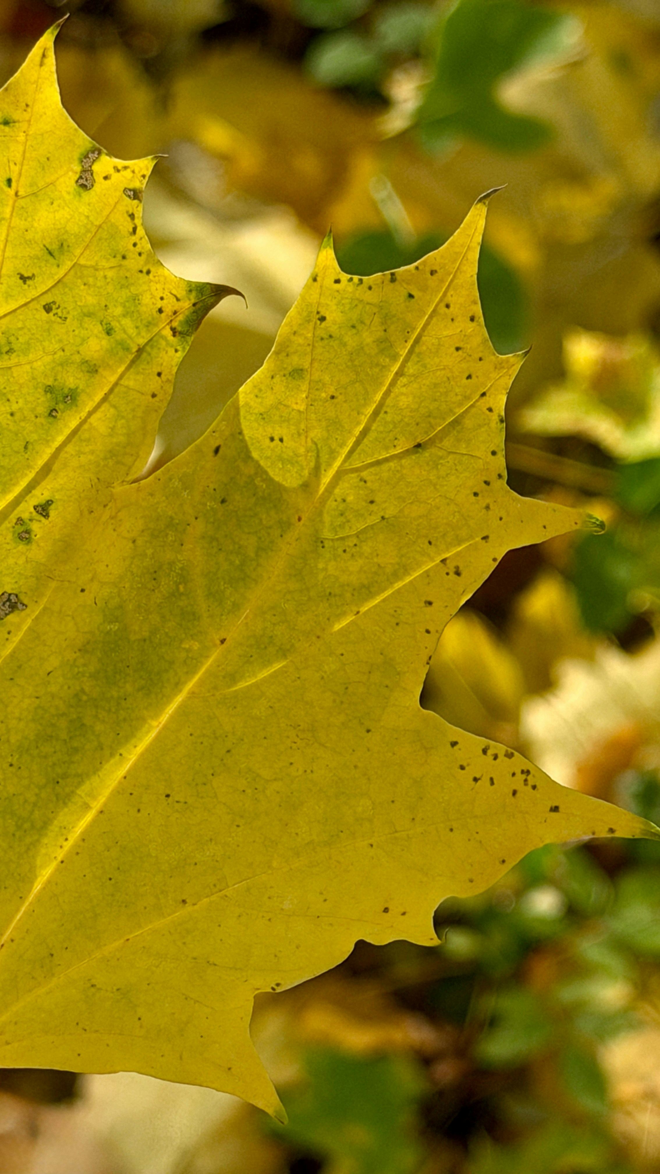 Veined Gold: A Close-Up of Autumn Maple Leaf