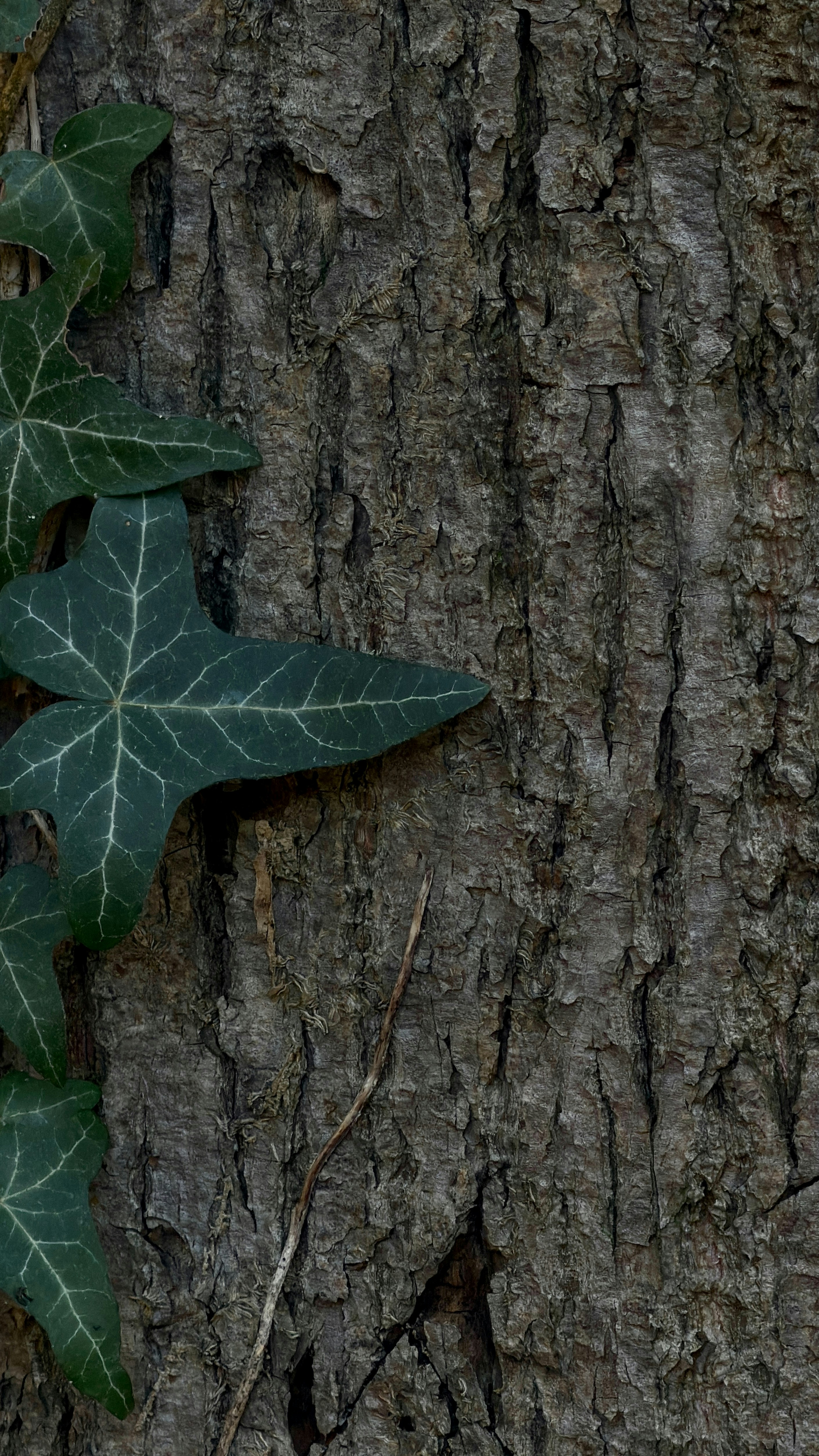 Ivy Framing Weathered Bark: A Quiet Texture Portrait