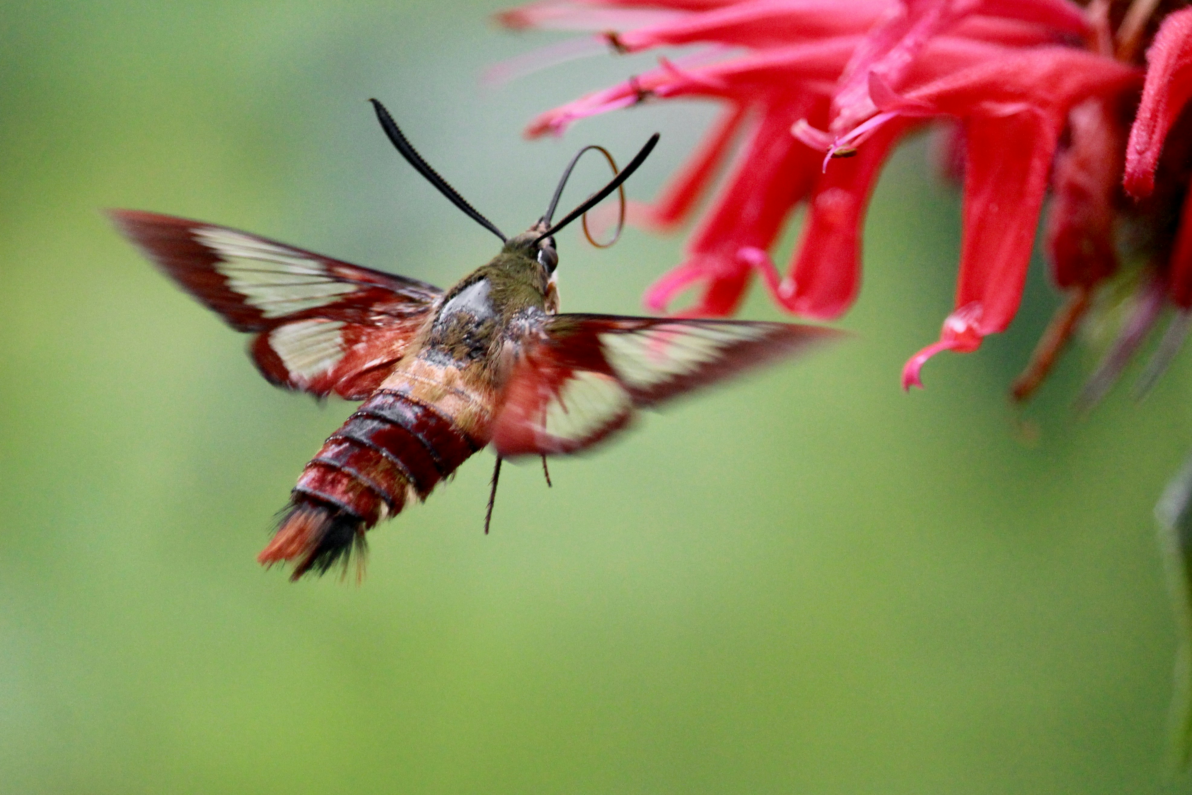 Midflight Nectar: Hummingbird Hawk-Moth at a Crimson Bloom