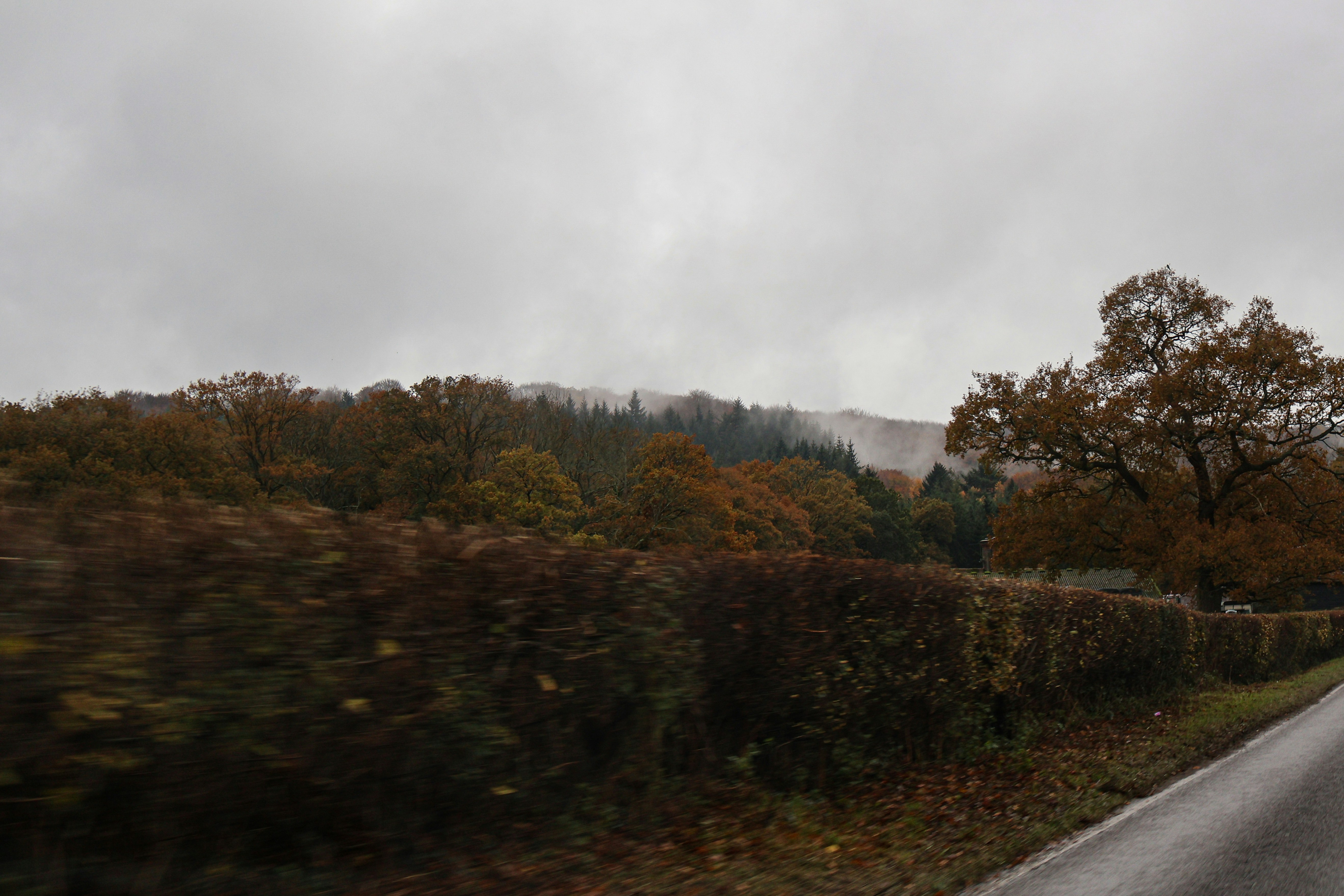 Hazy Autumn Lane: Velvet Hues Along a Hedge-Lined Road