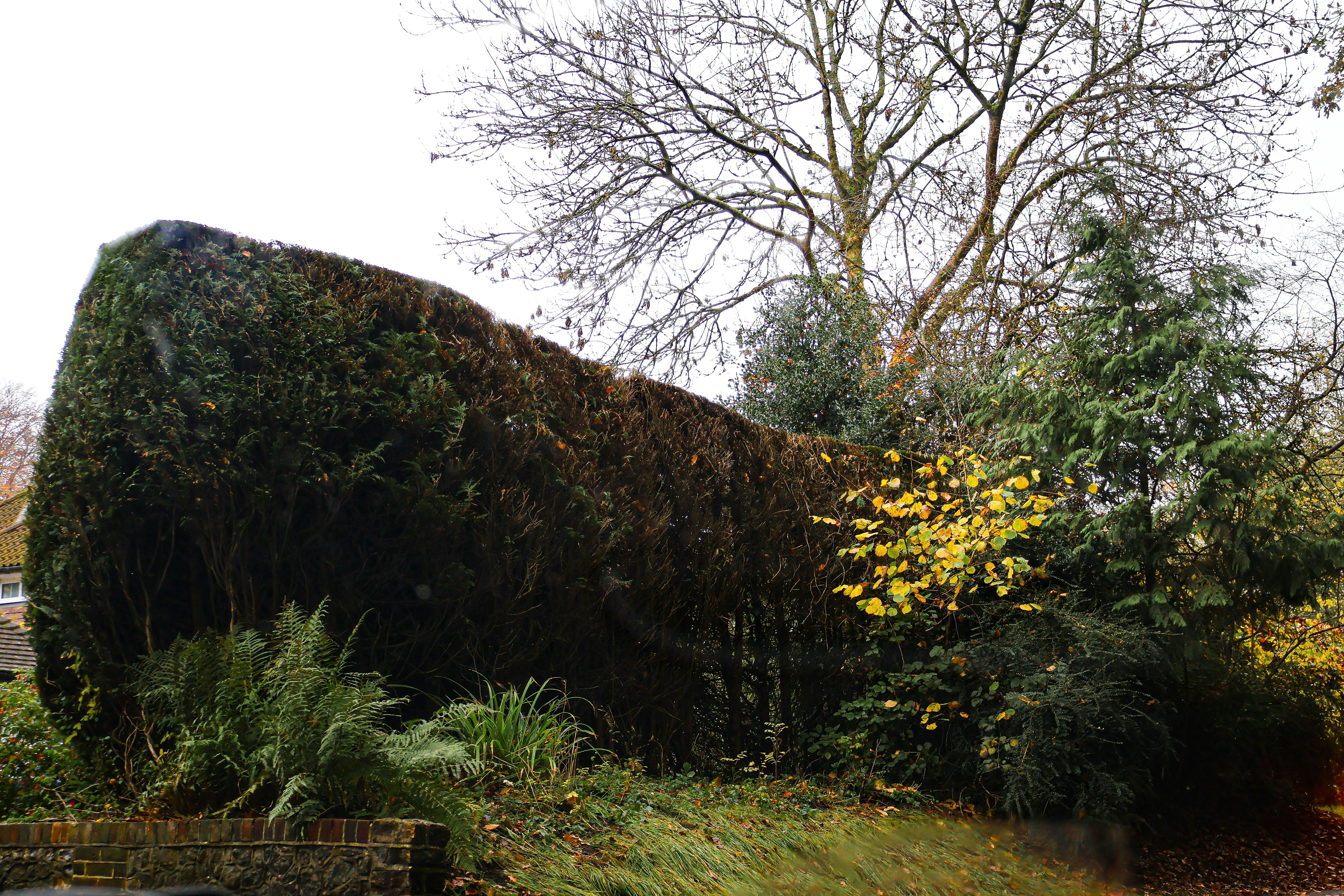 The Arching Hedge: Autumn Light Framing a Quiet Garden Boundary