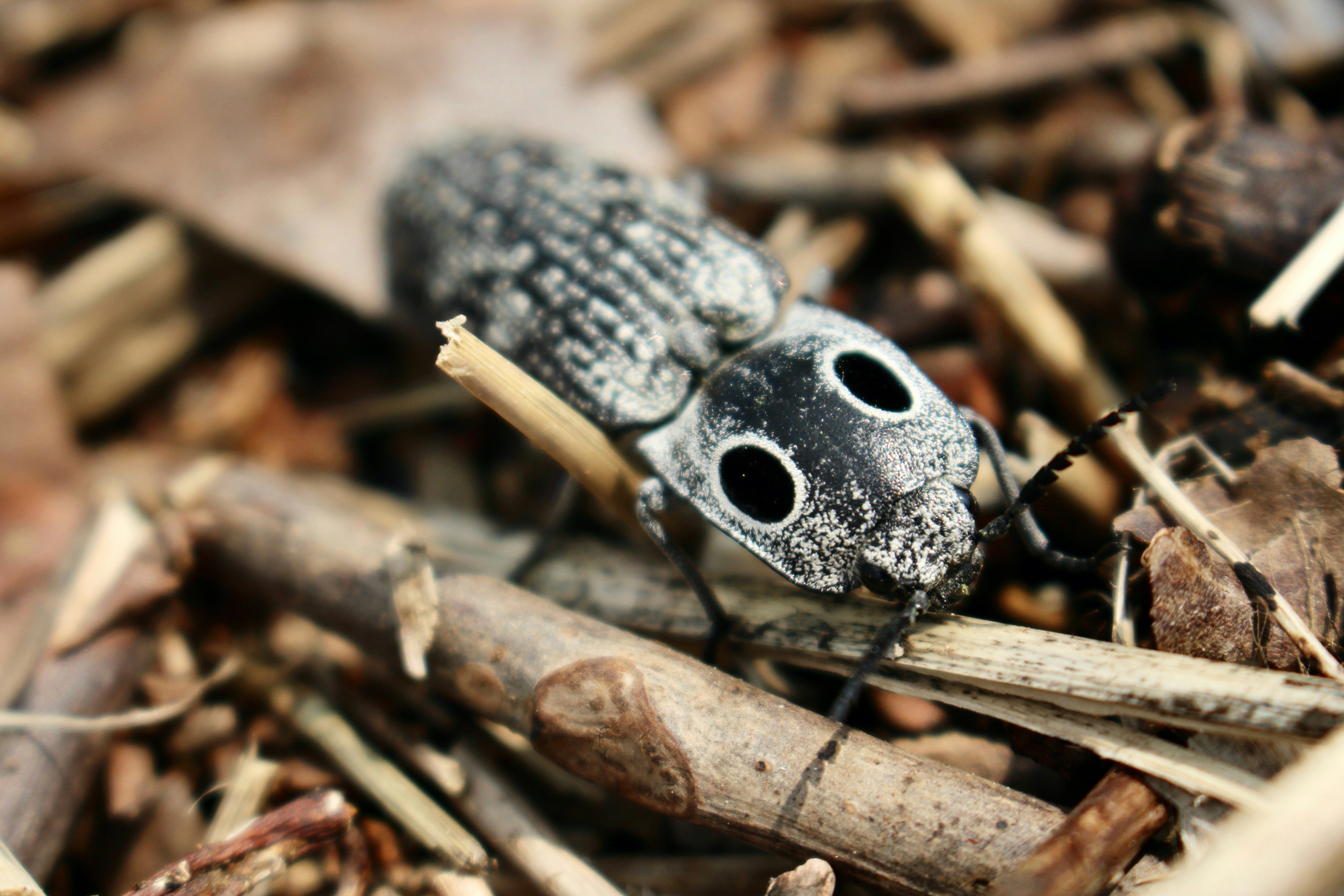 Two-Eyed Sentinel in Debris: A Macro Close-Up of a Camouflaged Insect Head
