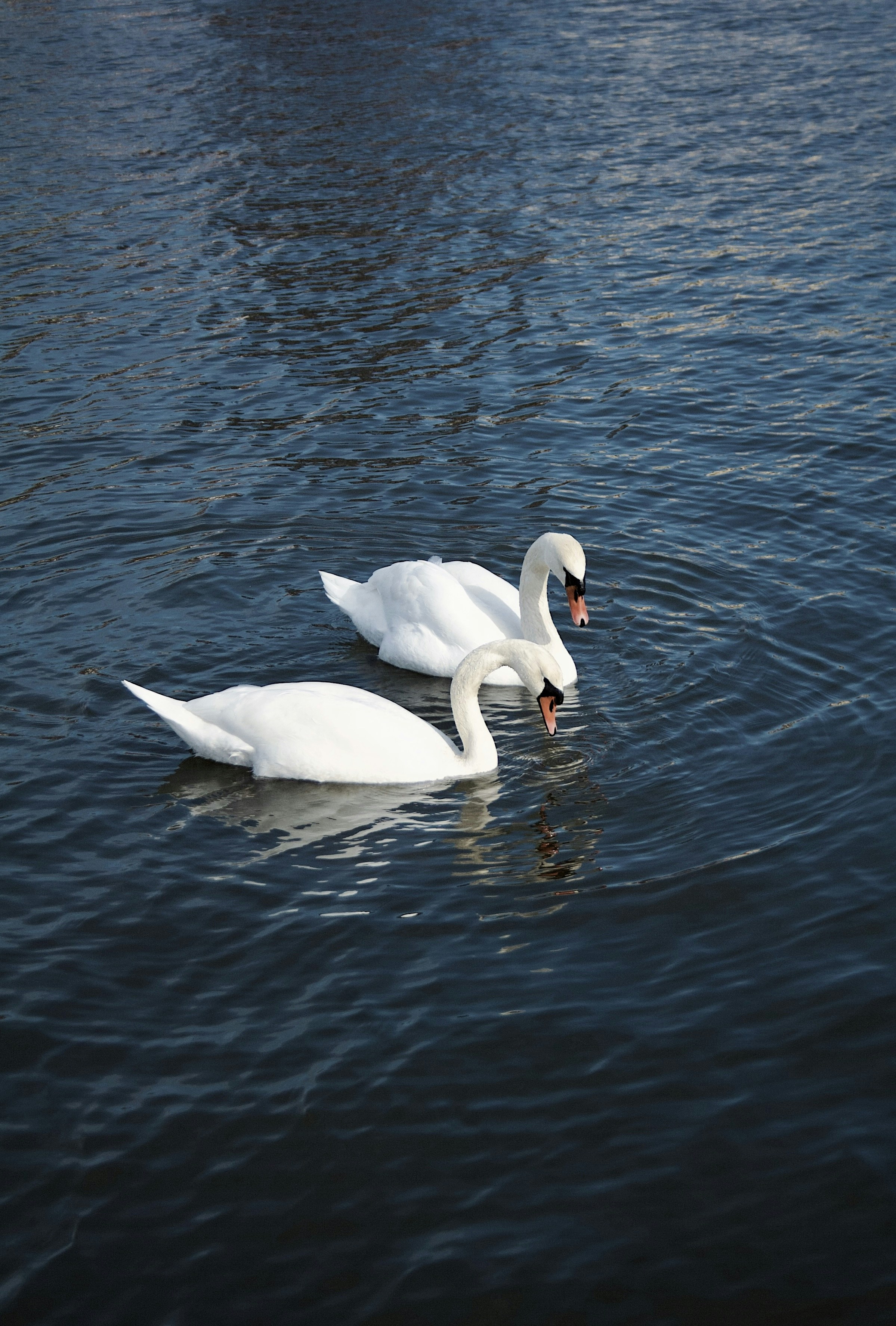 🦢Two swans 🦢