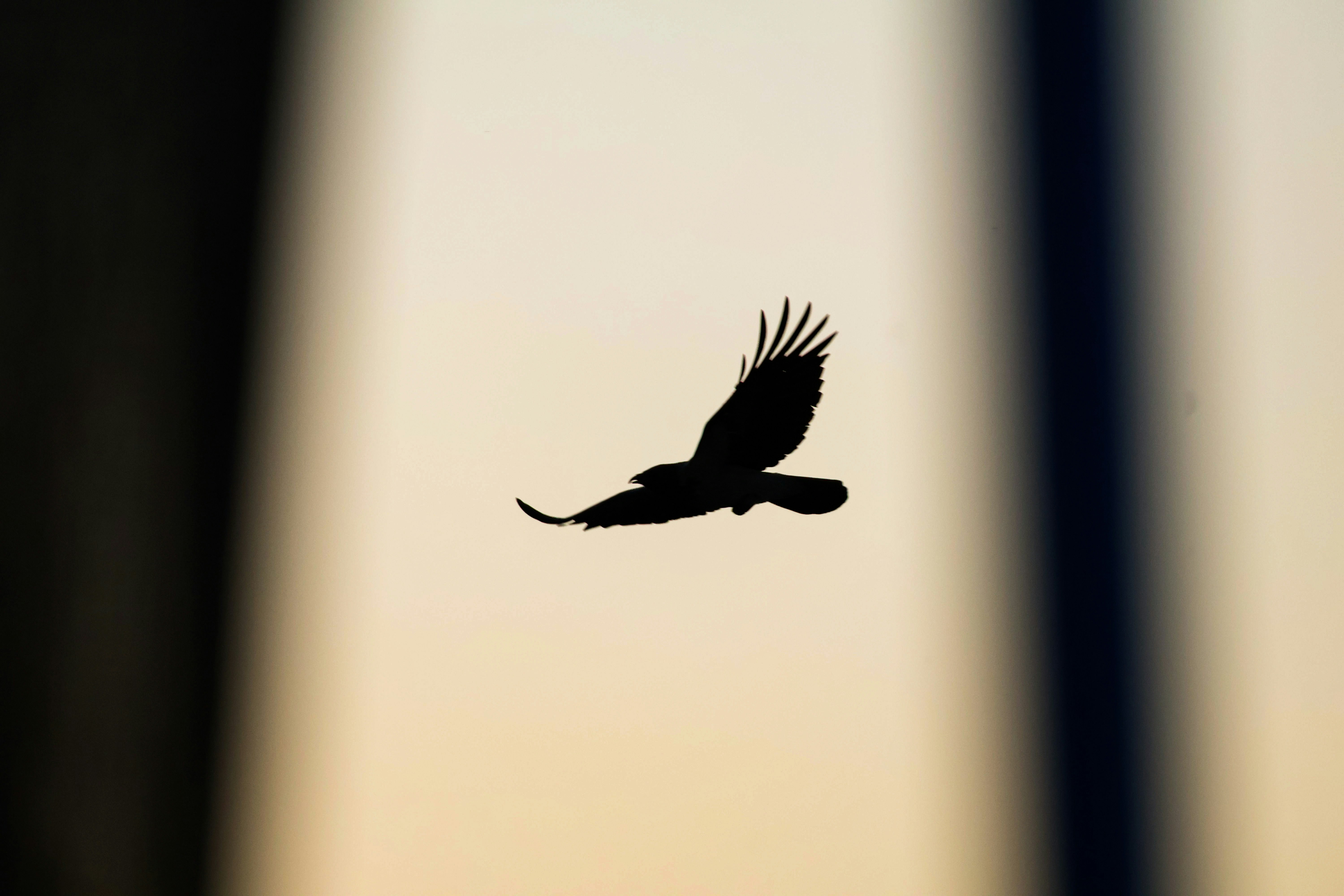 Winged silhouette slipping through a sunlit architectural gap