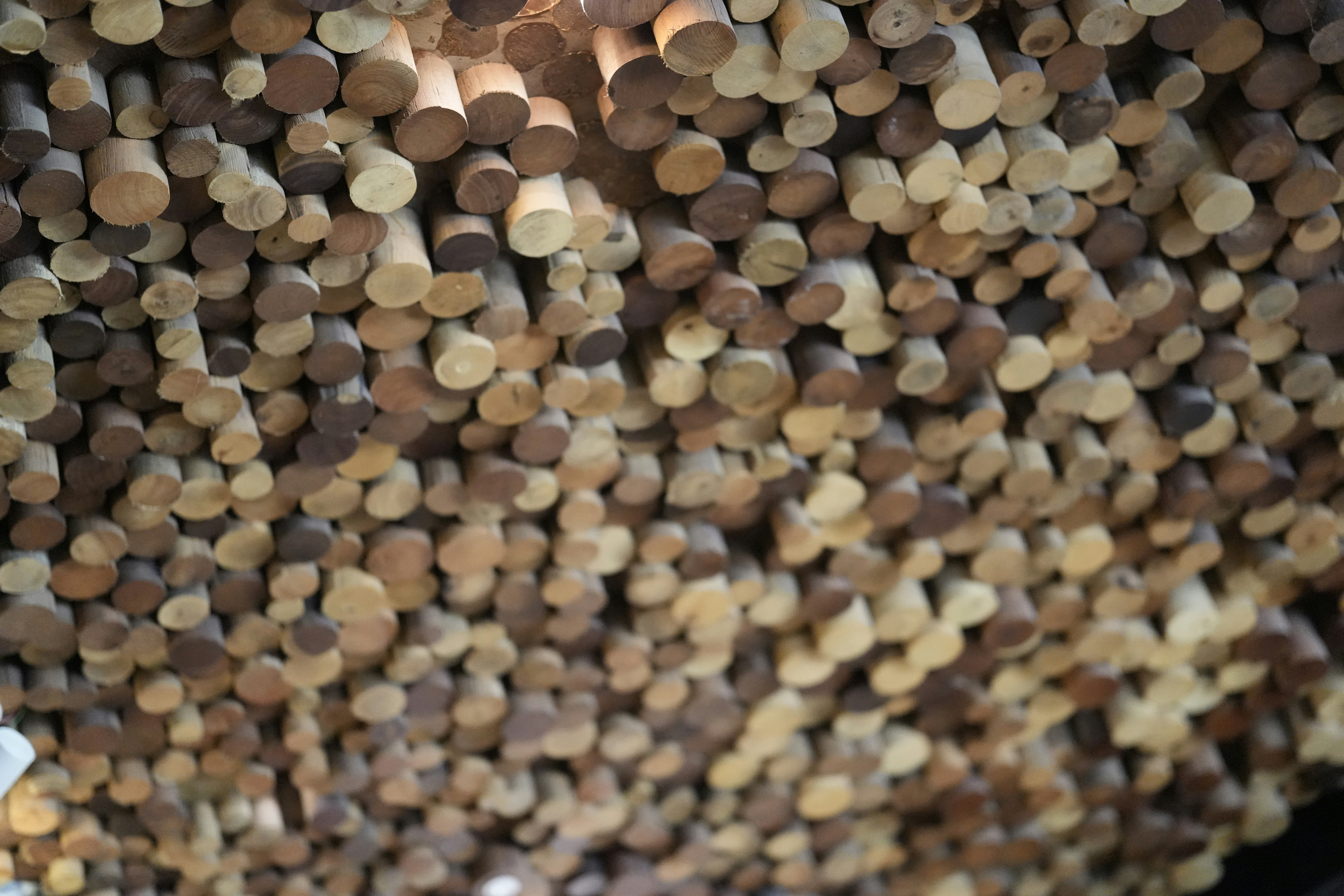 Photo by Prakash Rao with Sony Alpha 7C II