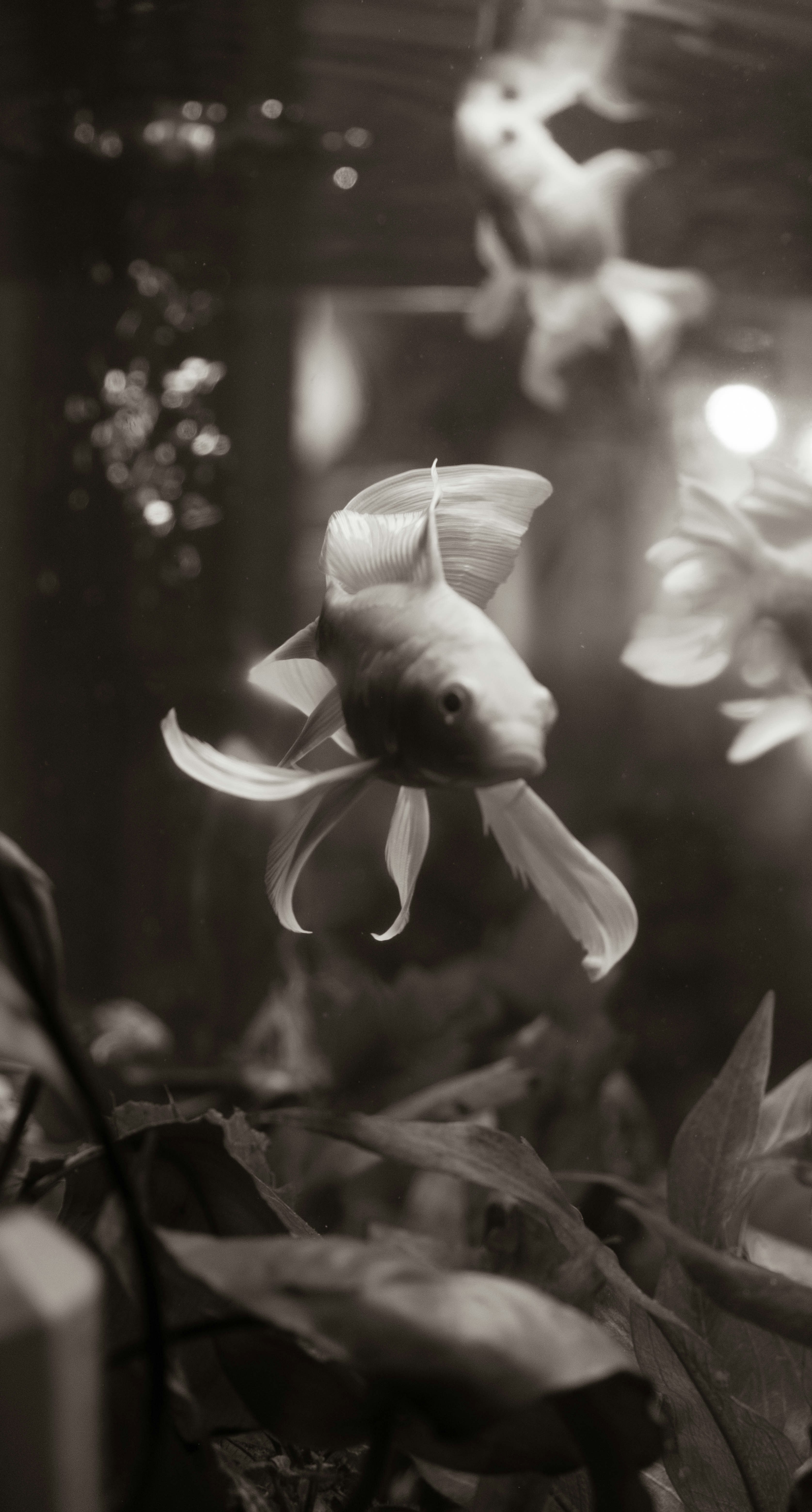 Sepia Silhouette: A Goldfish Gliding Through Quiet Currents
