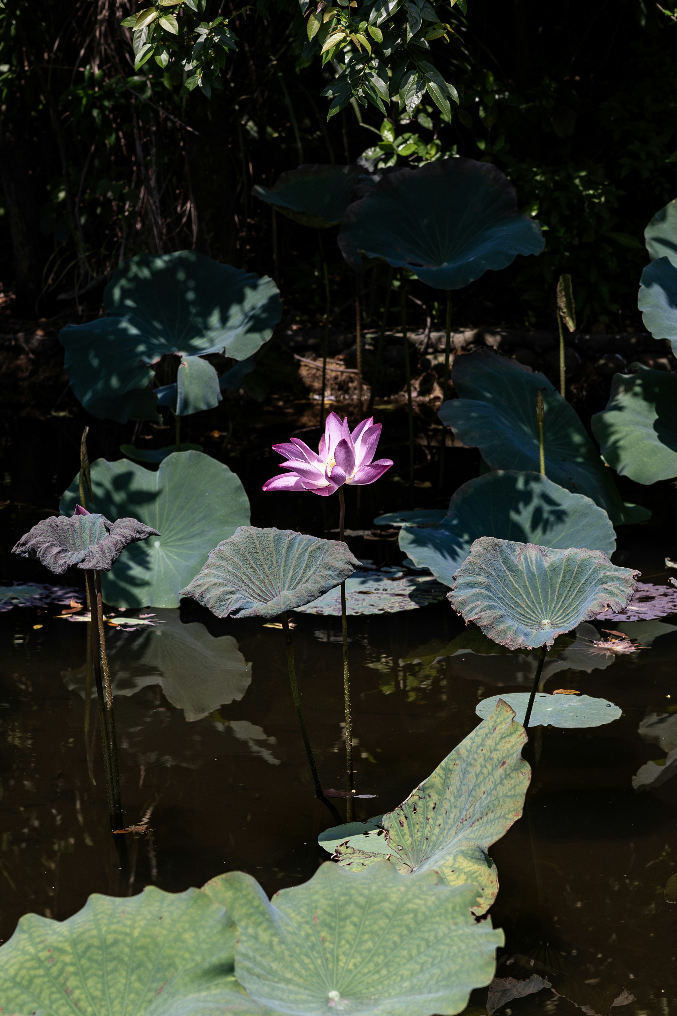 Pink Lotus Amid Broad Lilypads in Dappled Pond Light