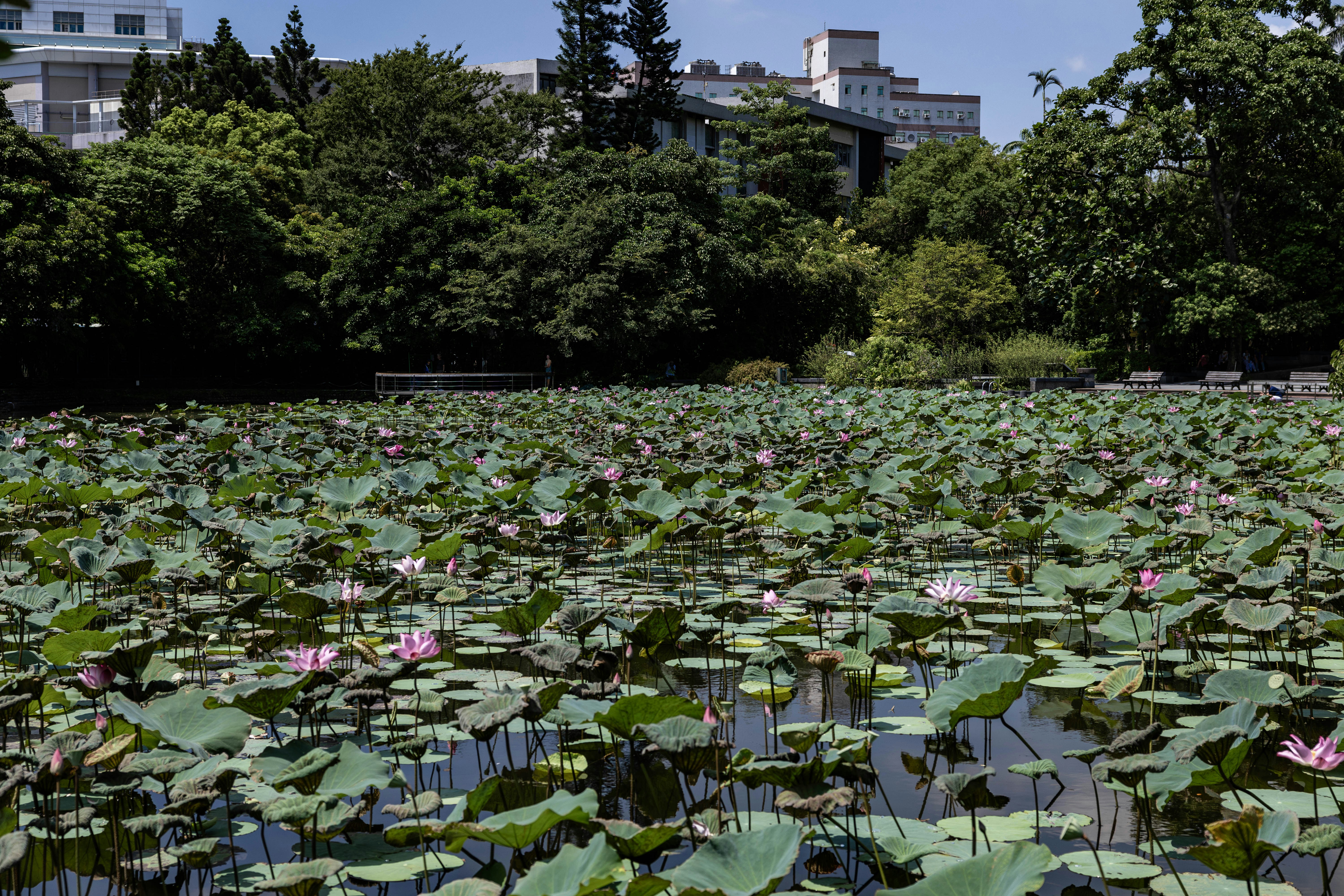 Pink Lotus Reverie: A Quiet Pond Amid Urban Echoes