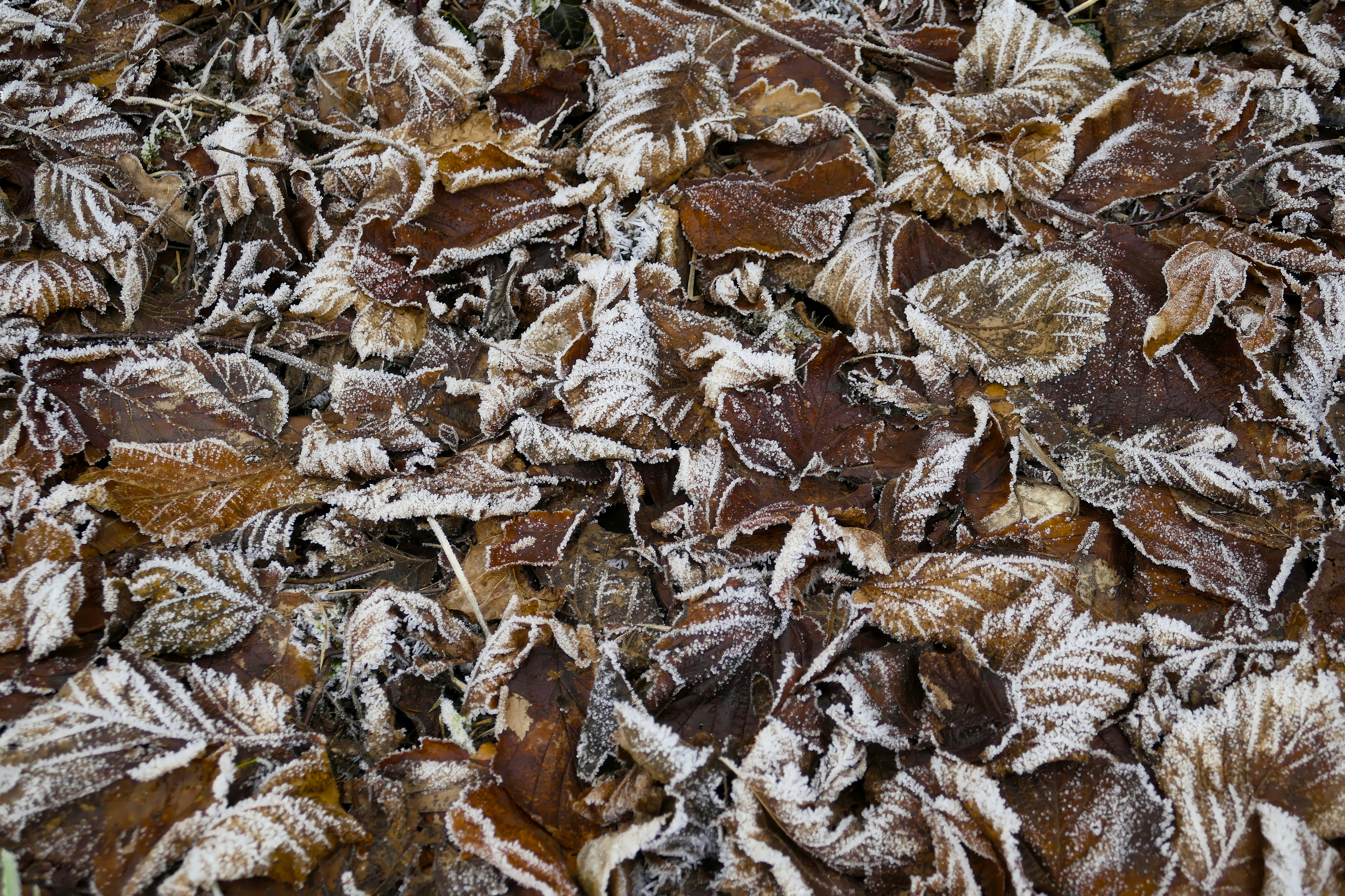 Winter impression - Frosted leaves