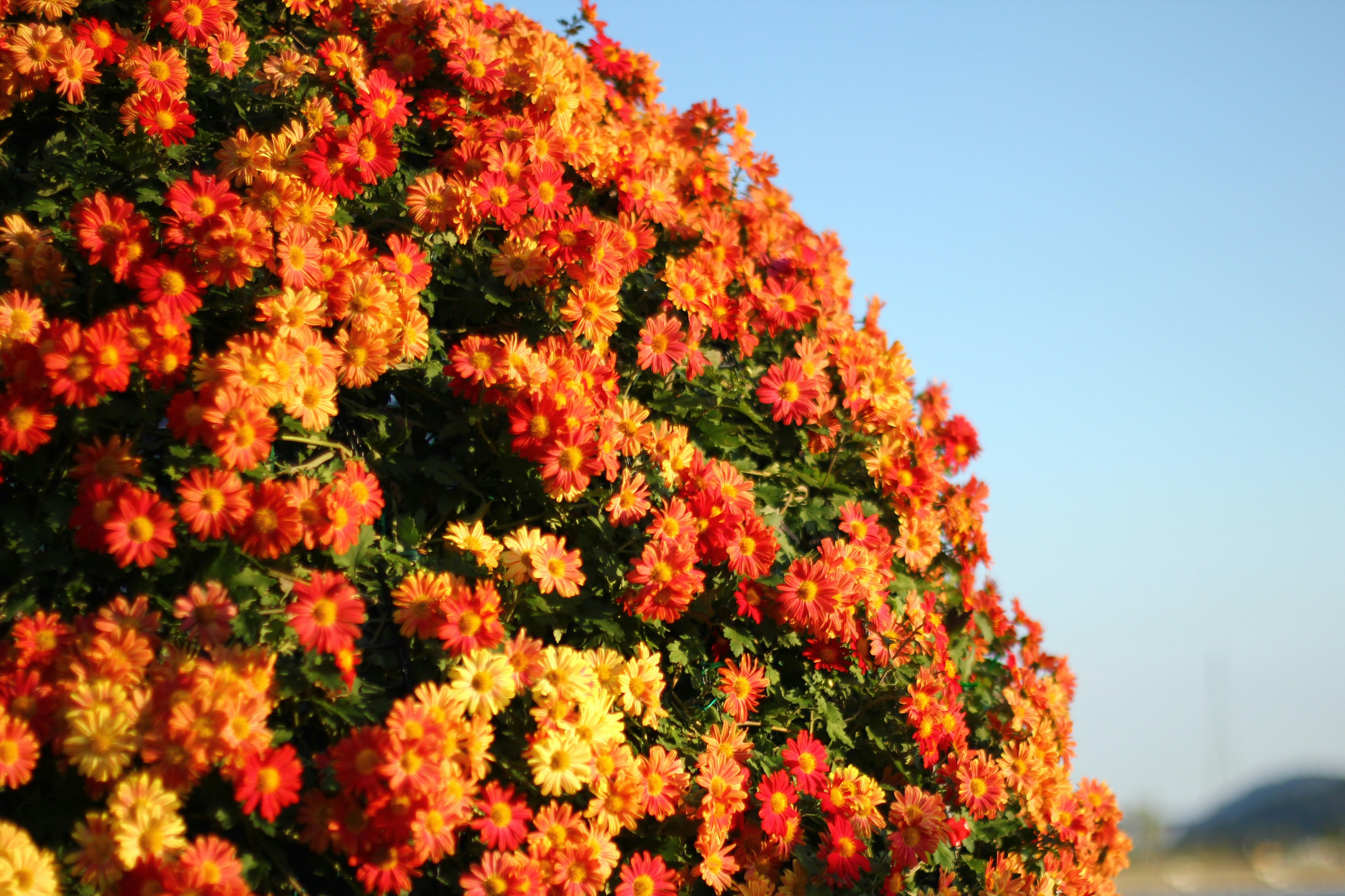 Ember Cascade: Sunlit Orange-Red Blooms Cluster Against a Clear Sky