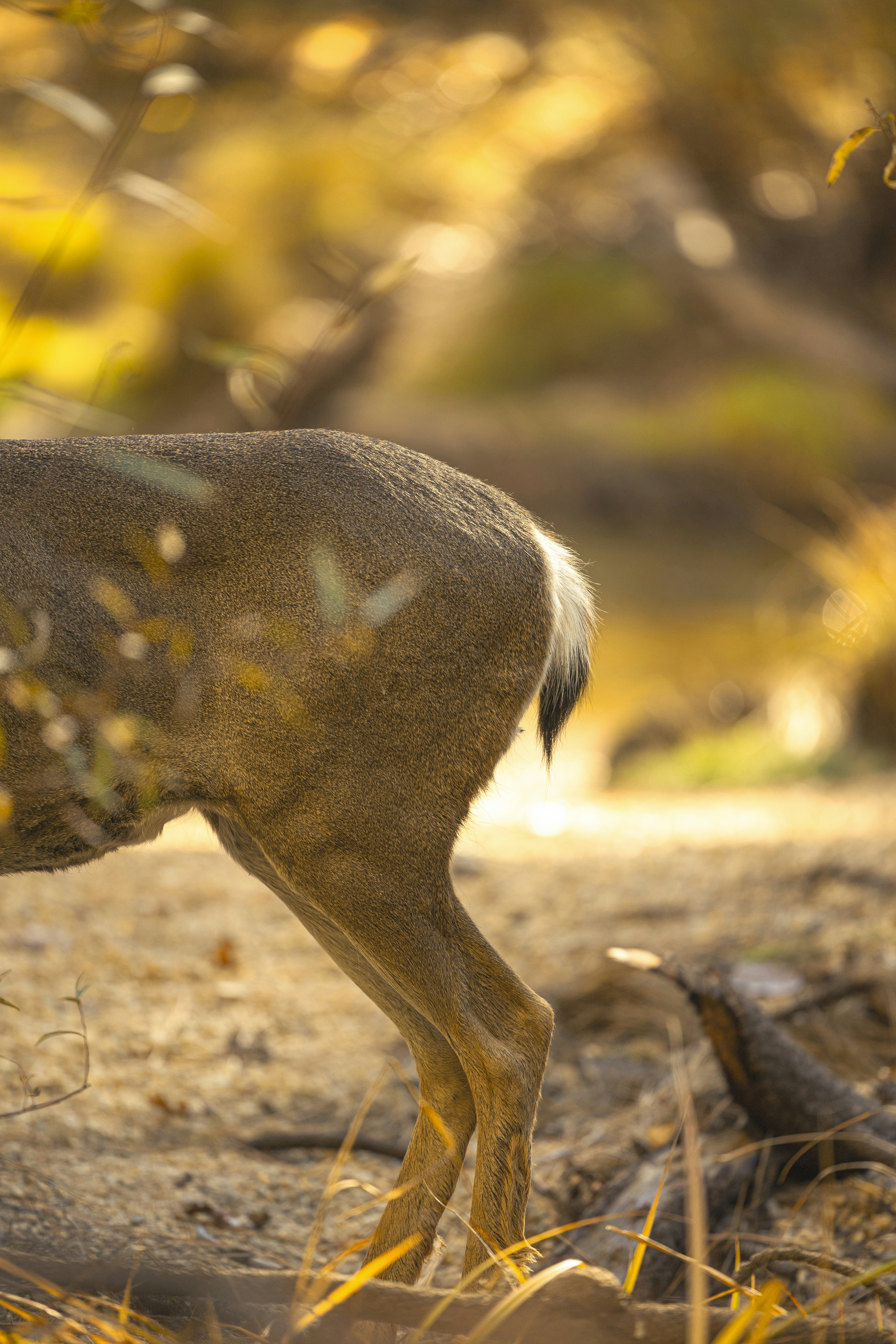 Golden Quiet: A Deer's Hind Stride Through Autumn Gold