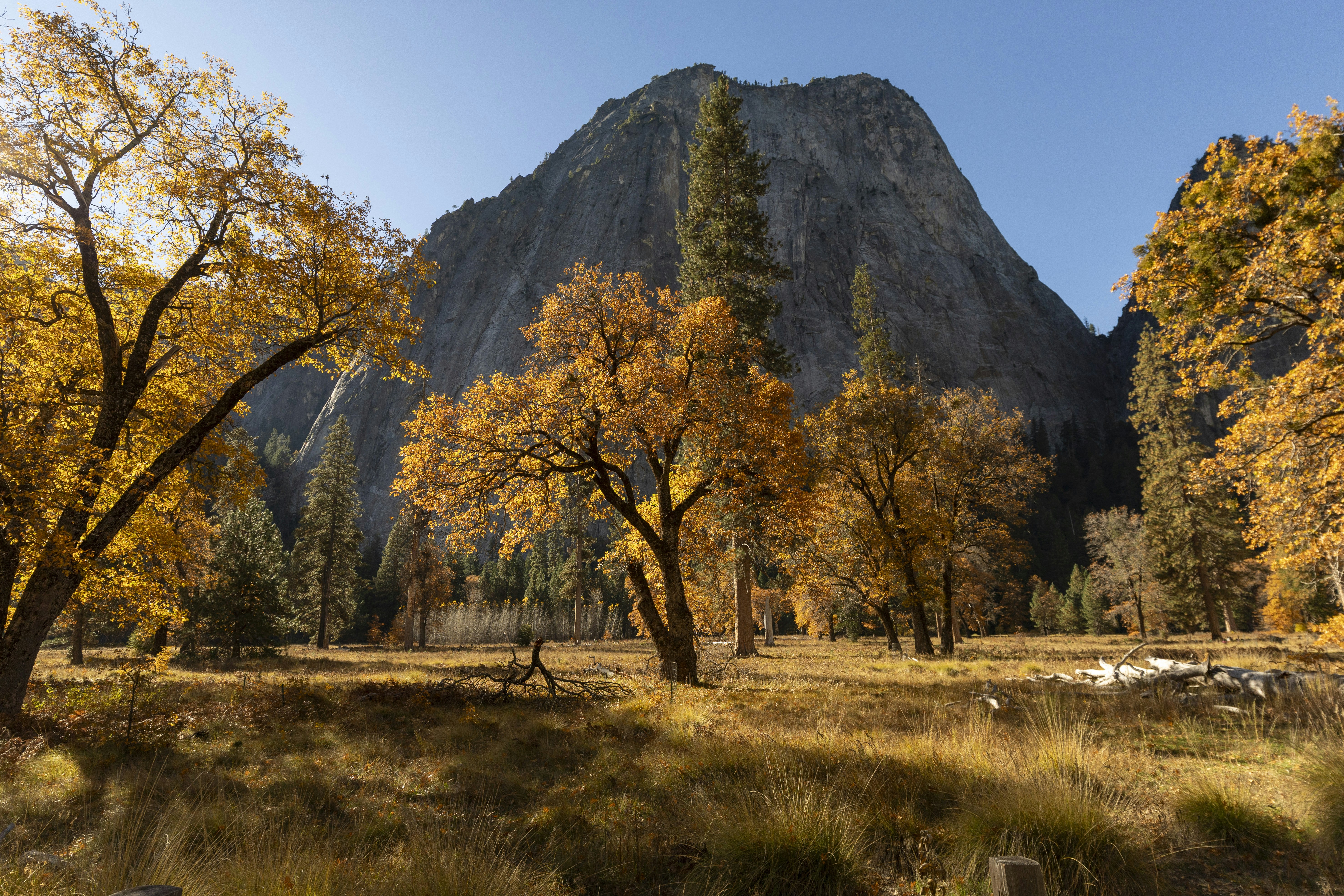 Sample photo from Canon EOS R1