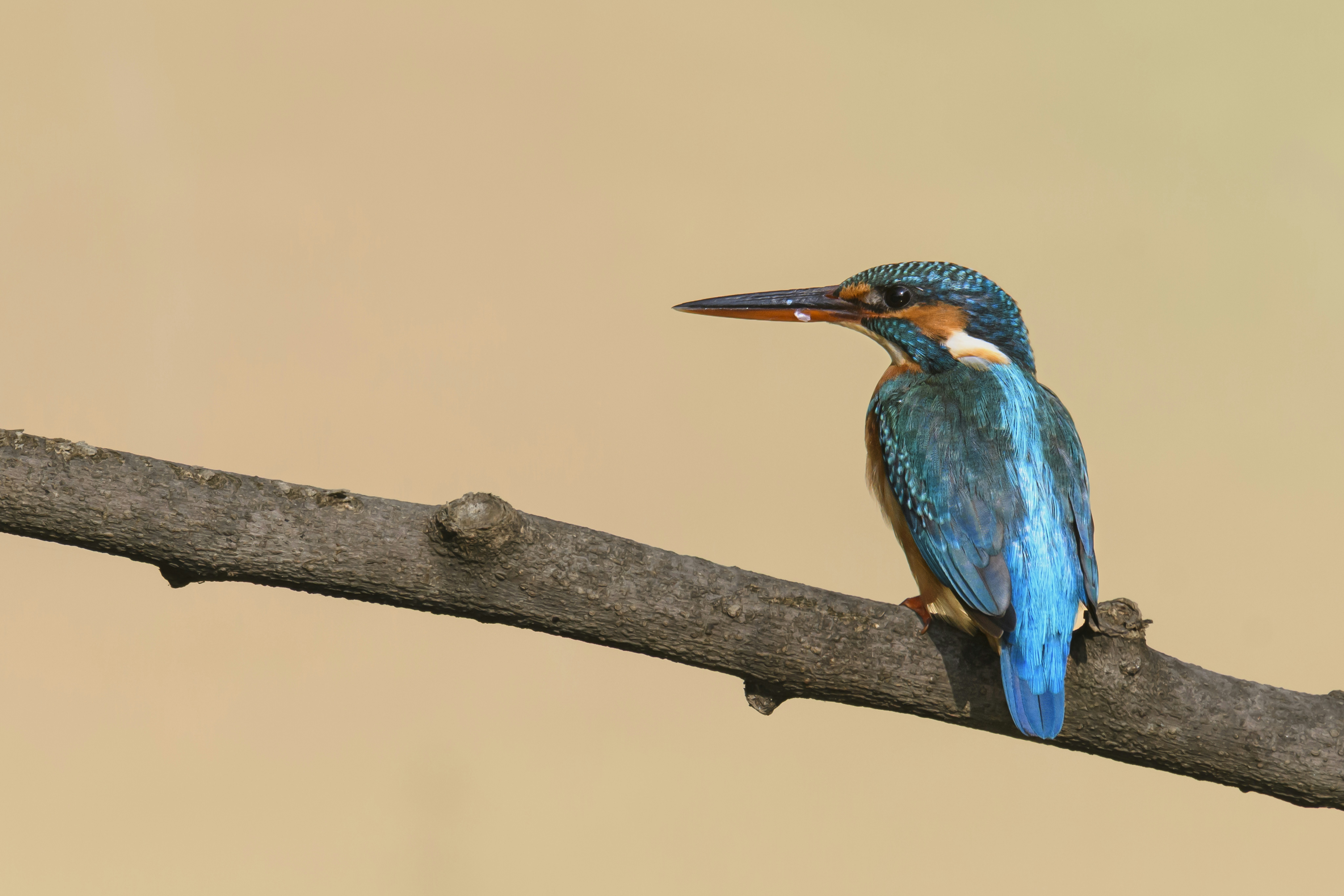 Photo by abhijeet nadkarni with Nikon D500