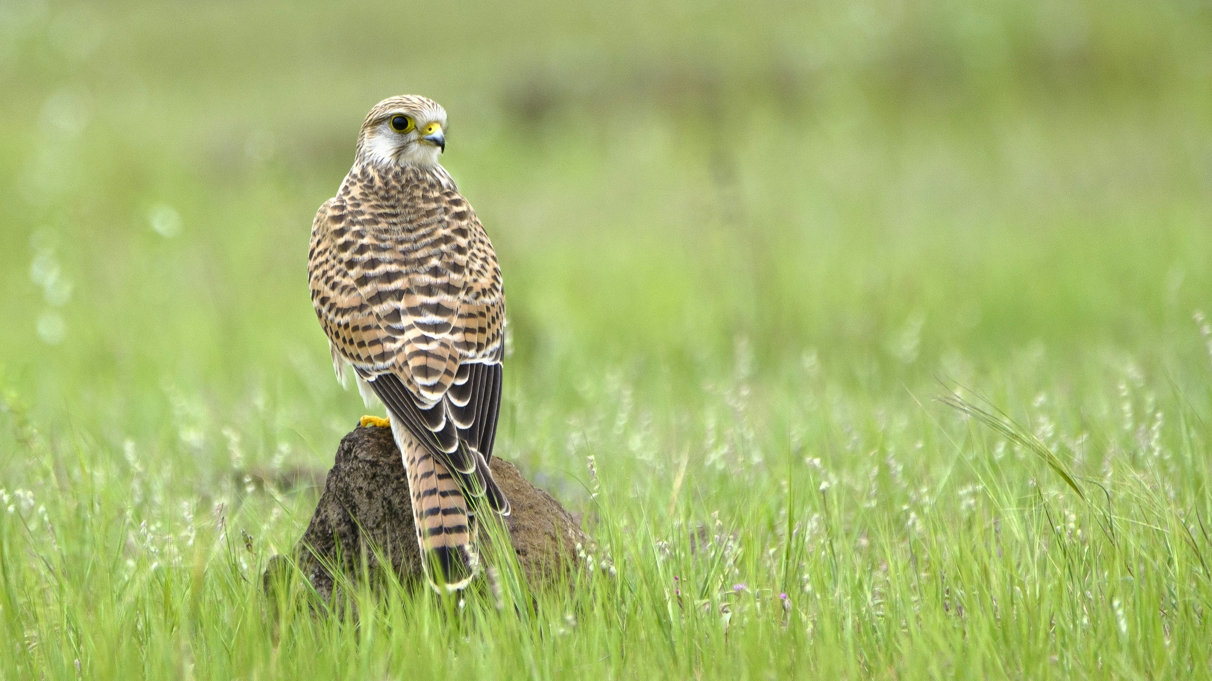 A Female Common Kestrel resting after a hunt in the lush green grasslands of Lonavala, a hill station in Maharastra, India.