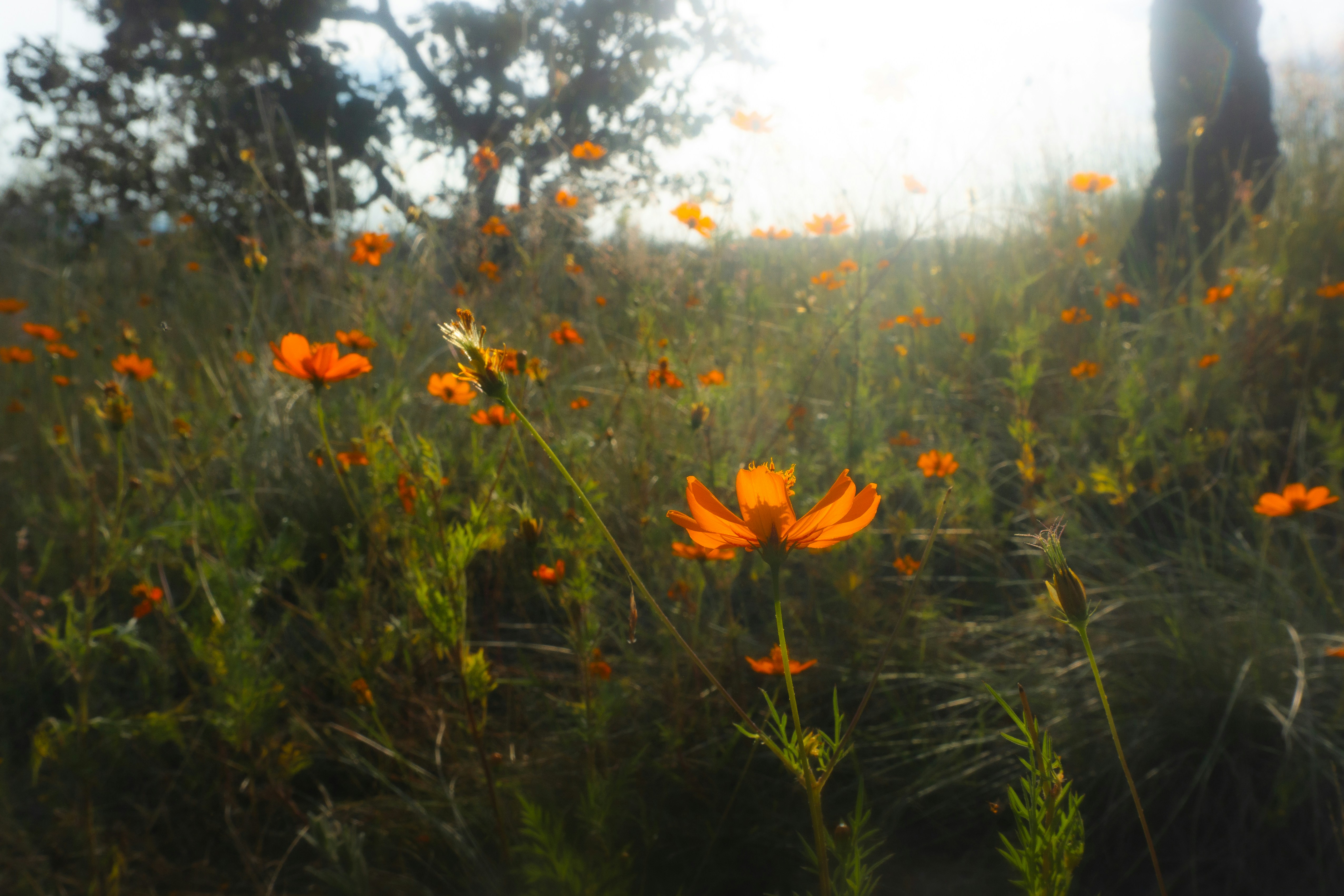 Backlit Orange Cosmos in a Quiet Meadow