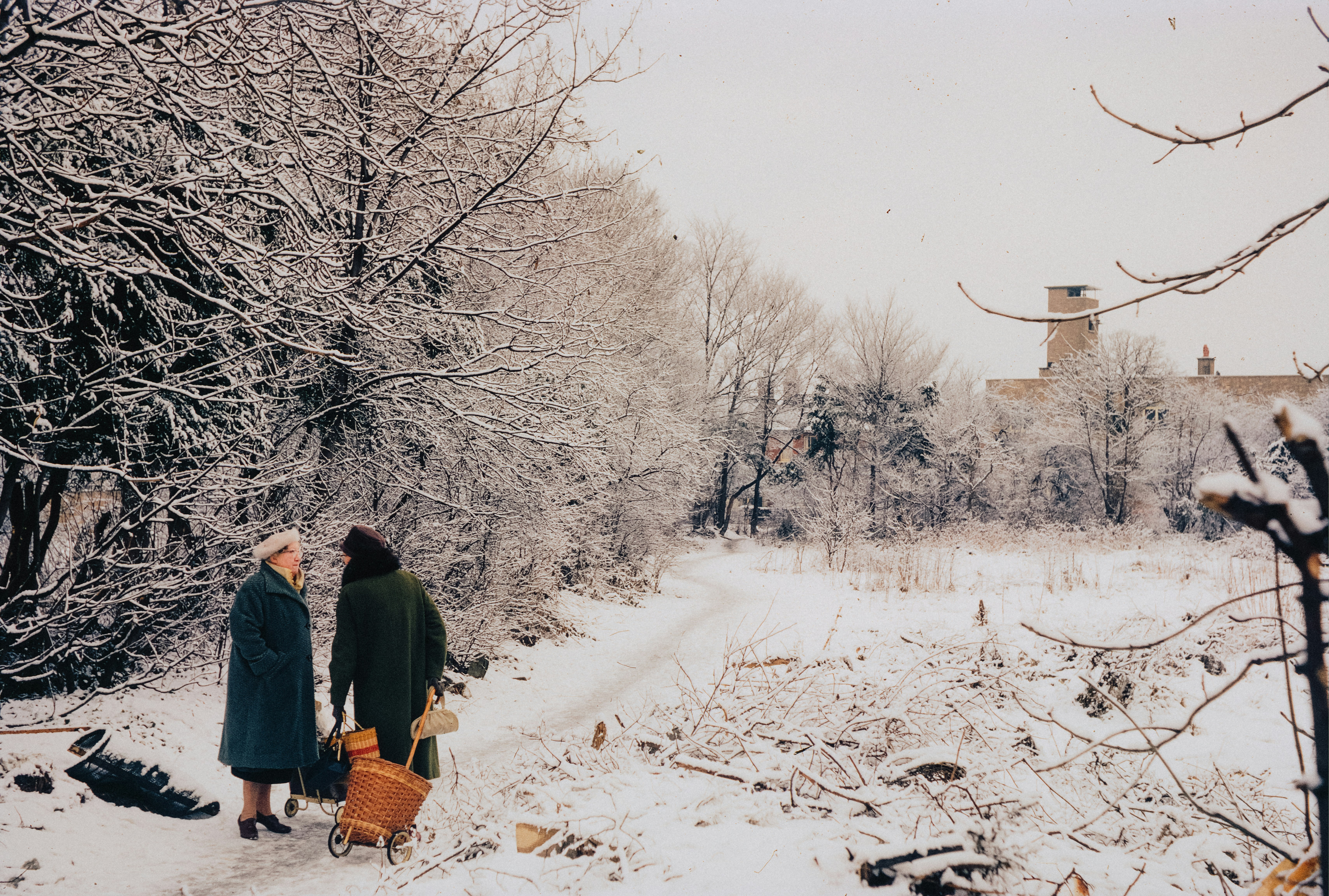 Whispers Along a Snowbound Lane