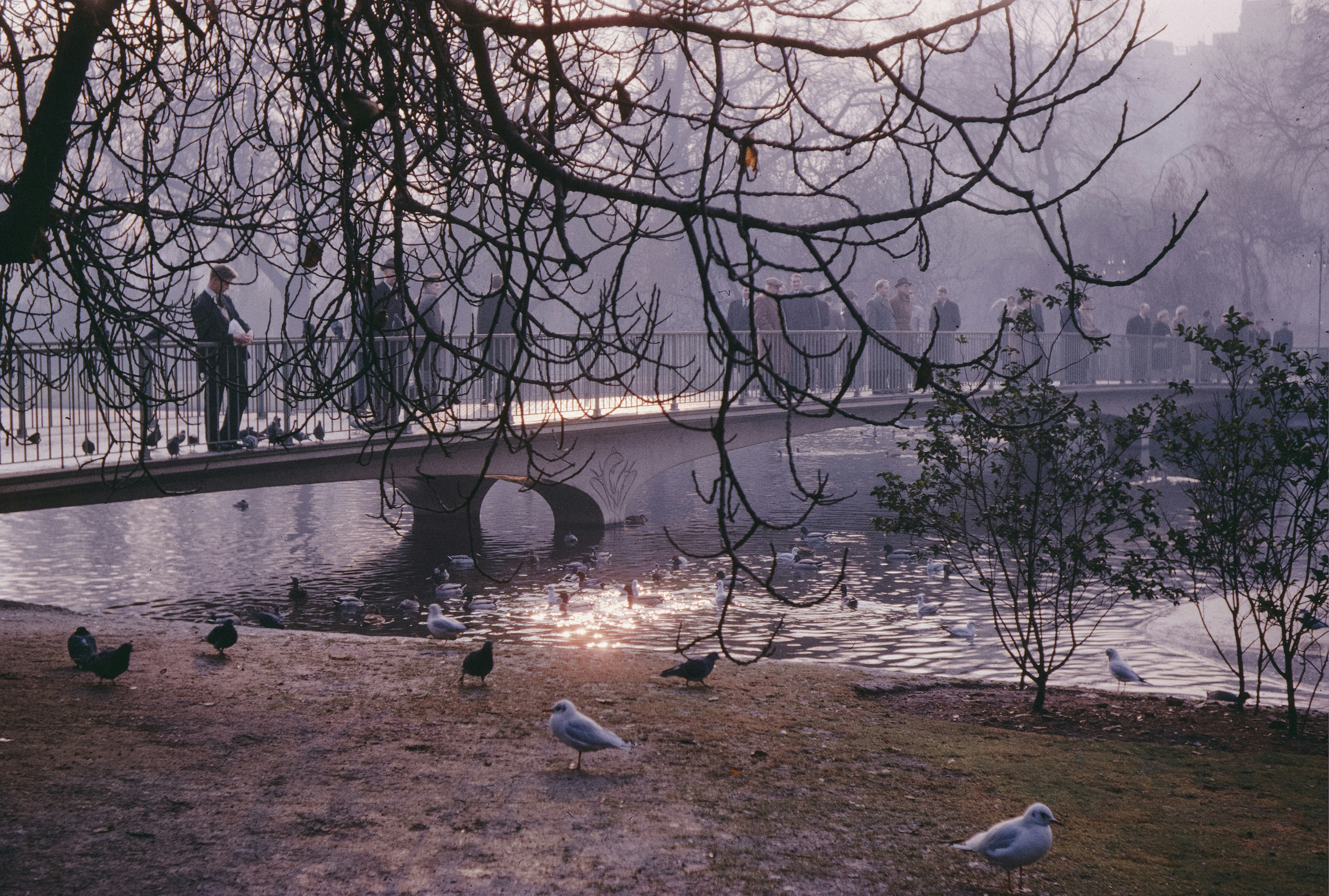 Dawn Mist Over a City Park Bridge: Figures by the Pond and a Flock of Seagulls