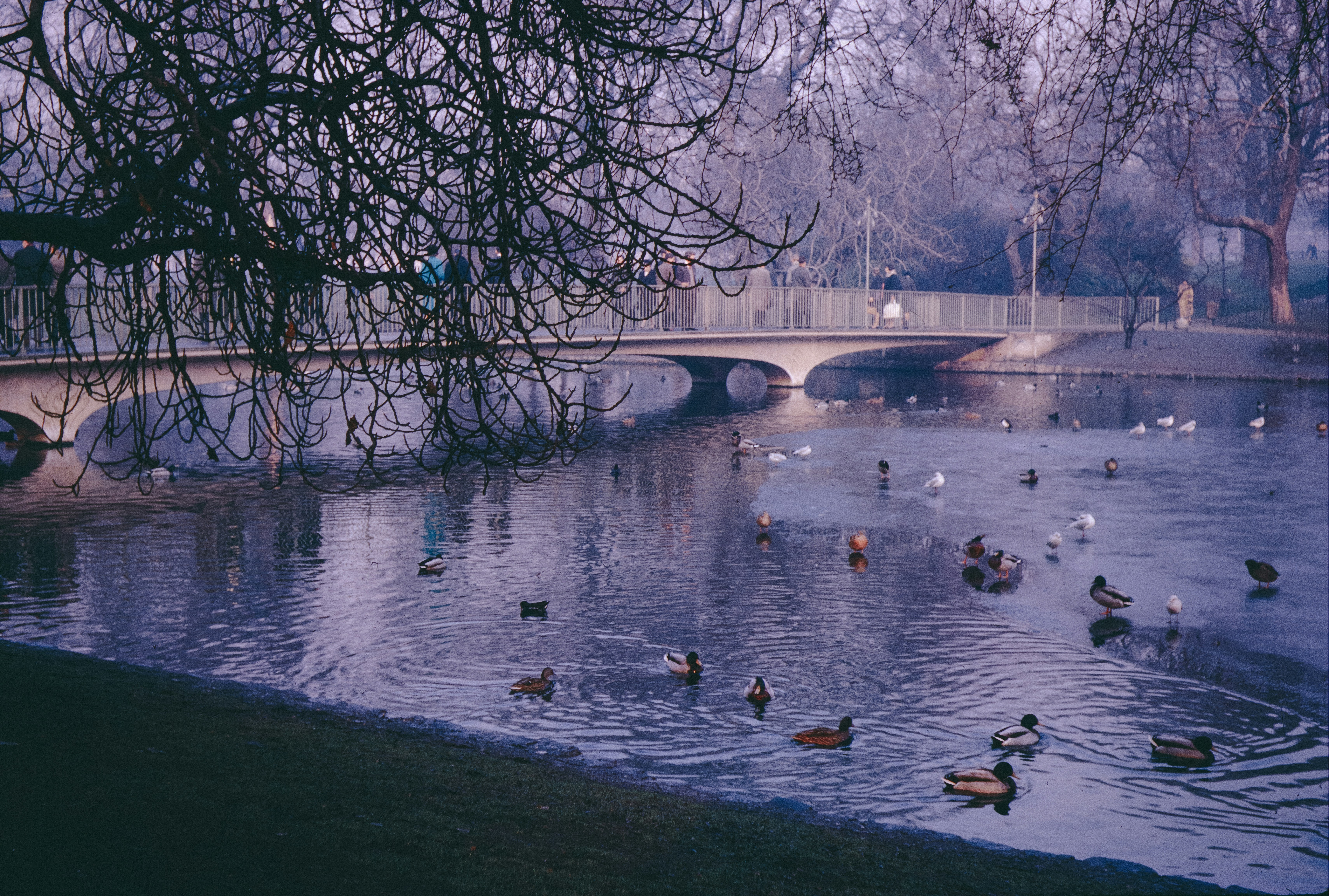 Ducks swimming in a pond with a bridge.