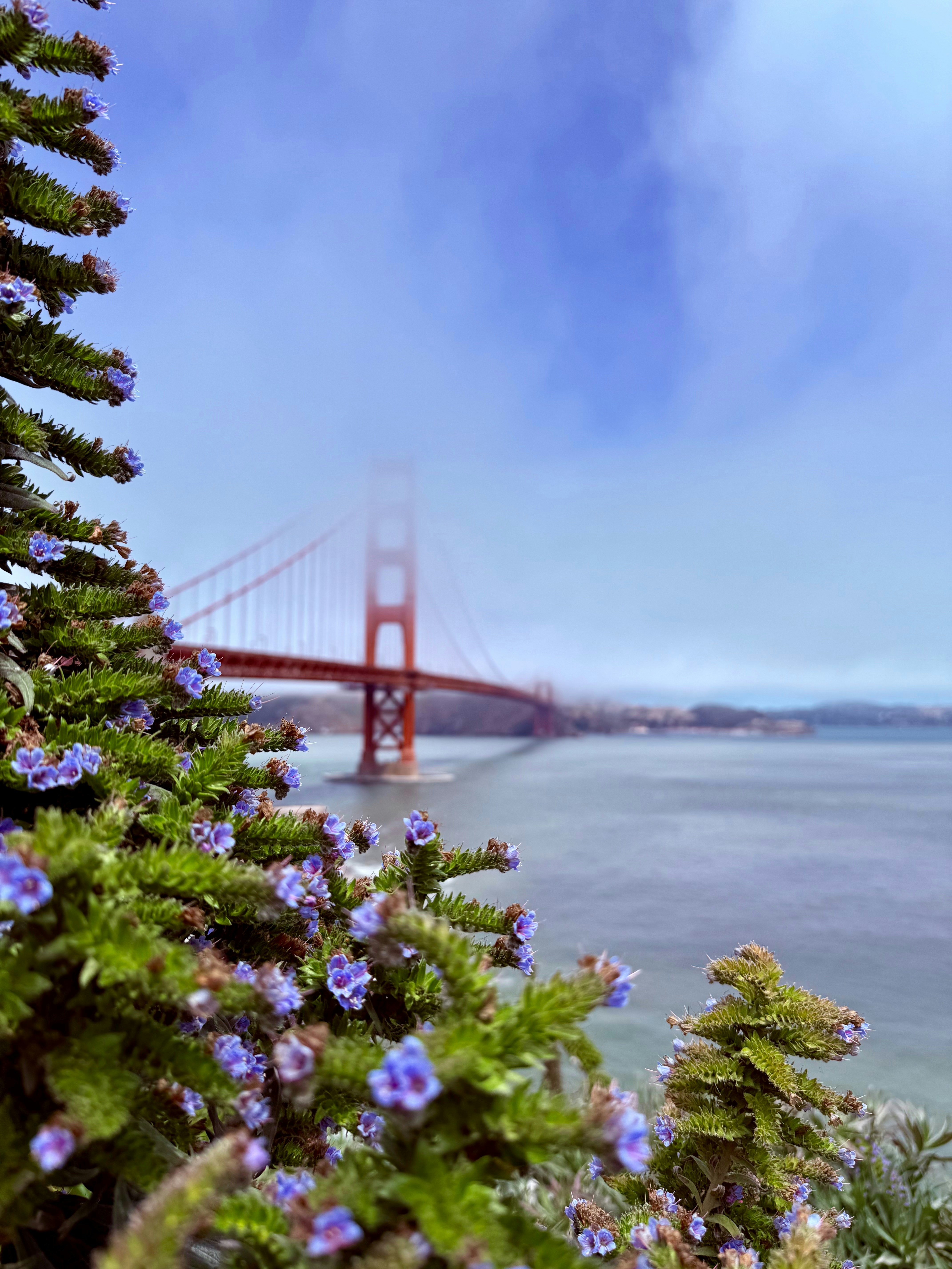 Purple Coastal Blooms Frame a Misty Golden Gate Bridge