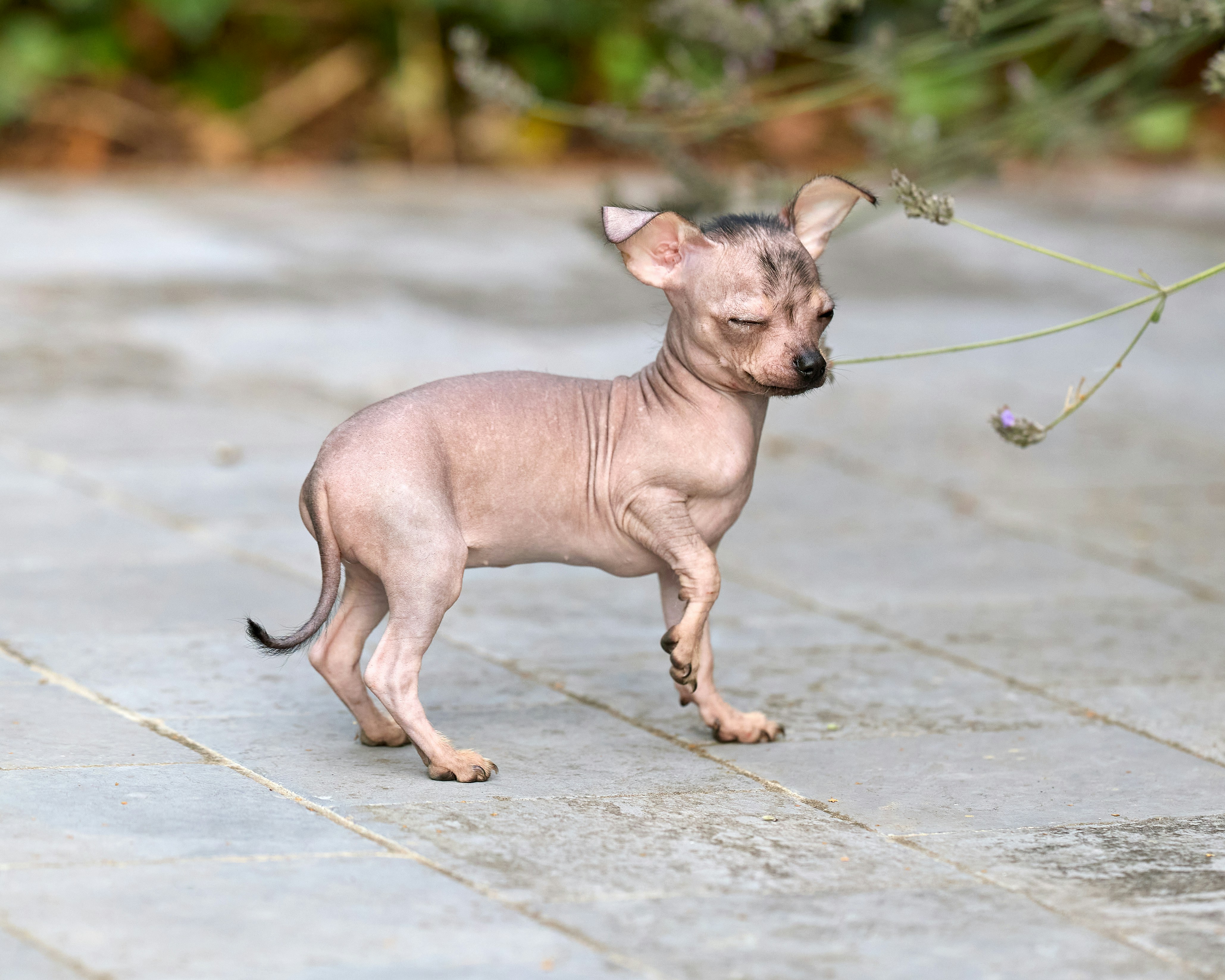 Adorable hairless puppy exploring a garden path with curiosity, sniffing a delicate flower stalk.