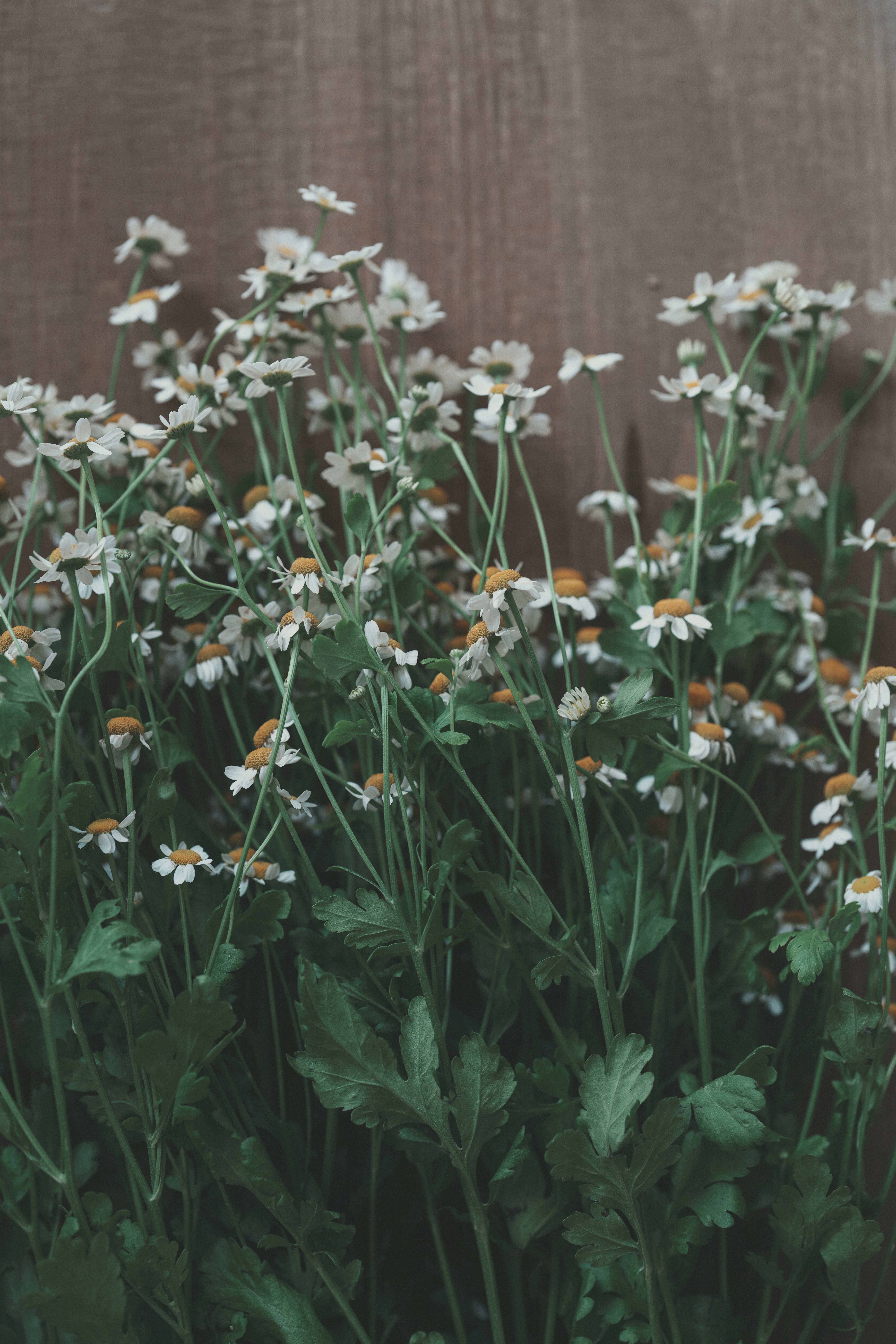 A dense bunch of small white daisies stands against a wooden backdrop. Fresh greens and soft light