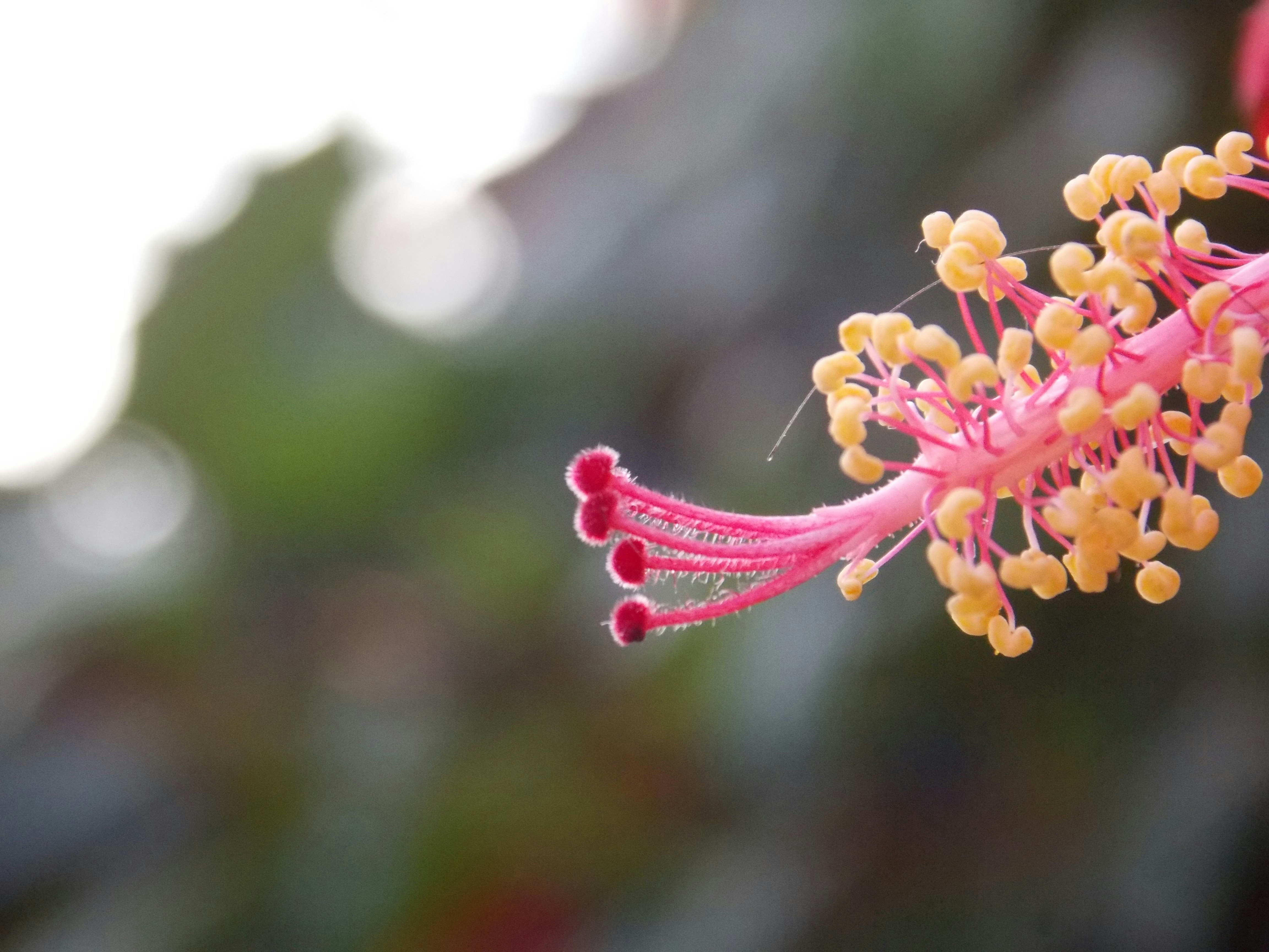 A tiny world painted in red and gold