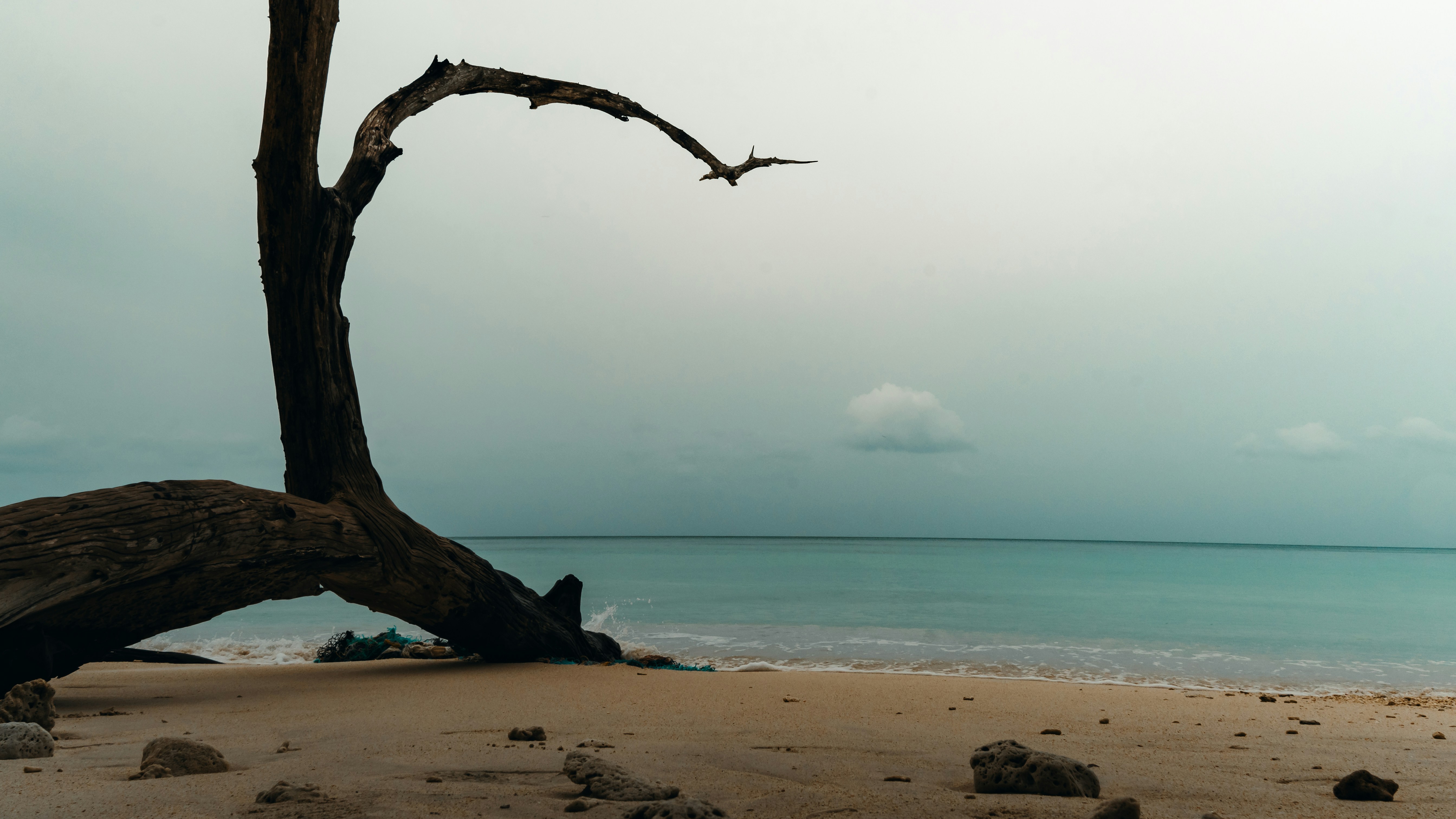 Driftwood Arch Reaching Toward a Teal Horizon