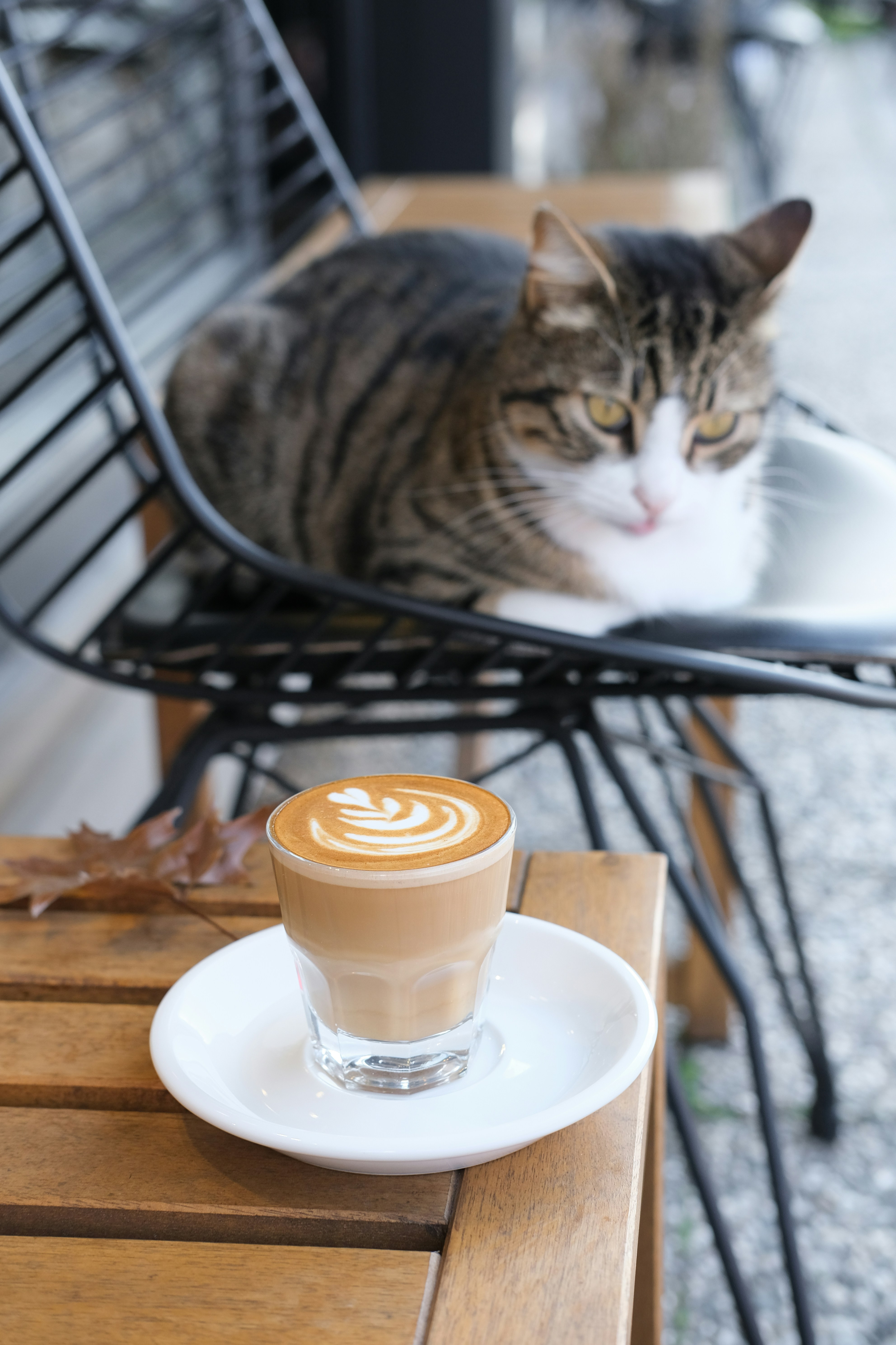 Rosette on Glass: Café Latte in Foreground, Cat in Soft Blur