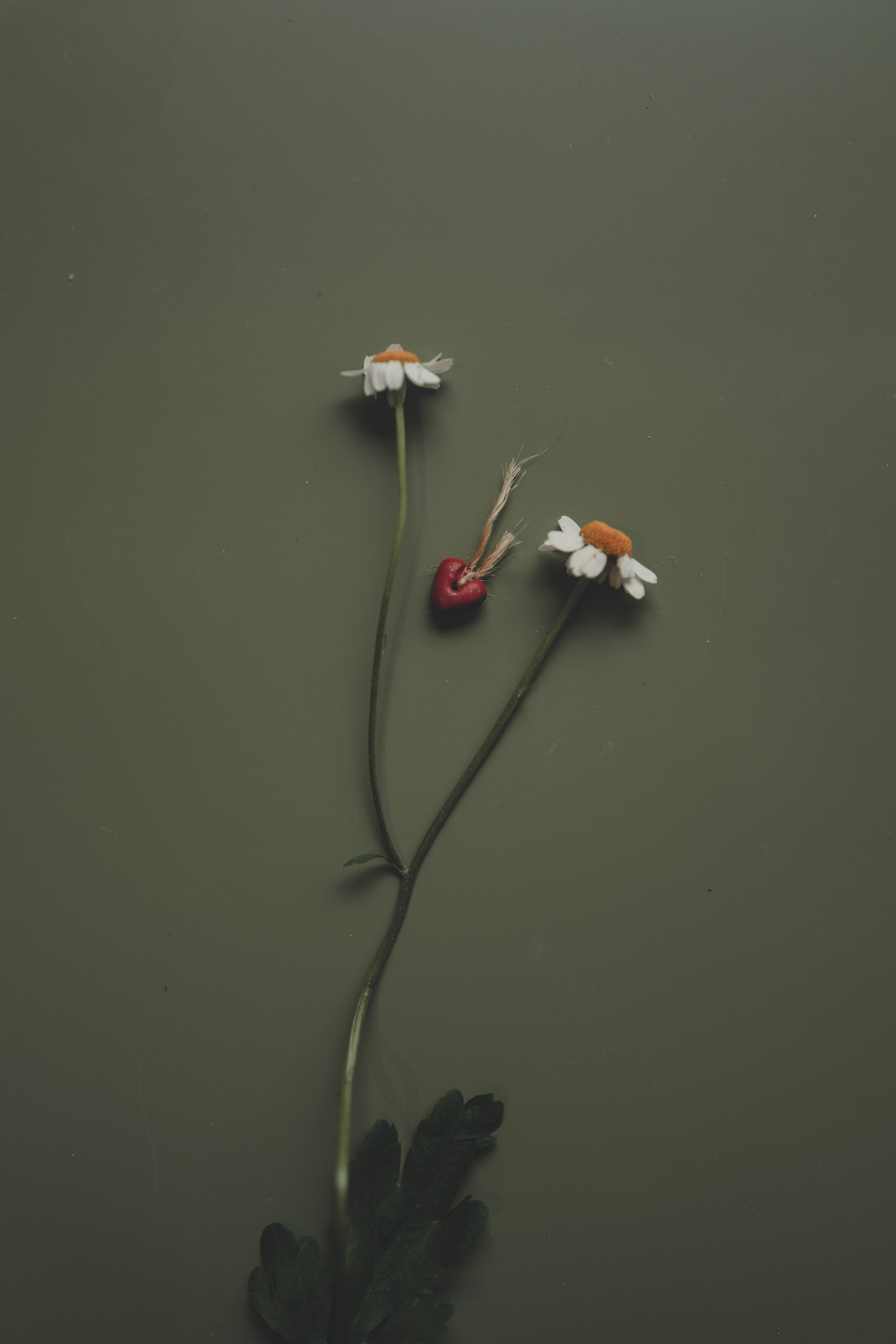 Two delicate daisies and a small red heart lie on an olive surface in a simple, playful arrangement