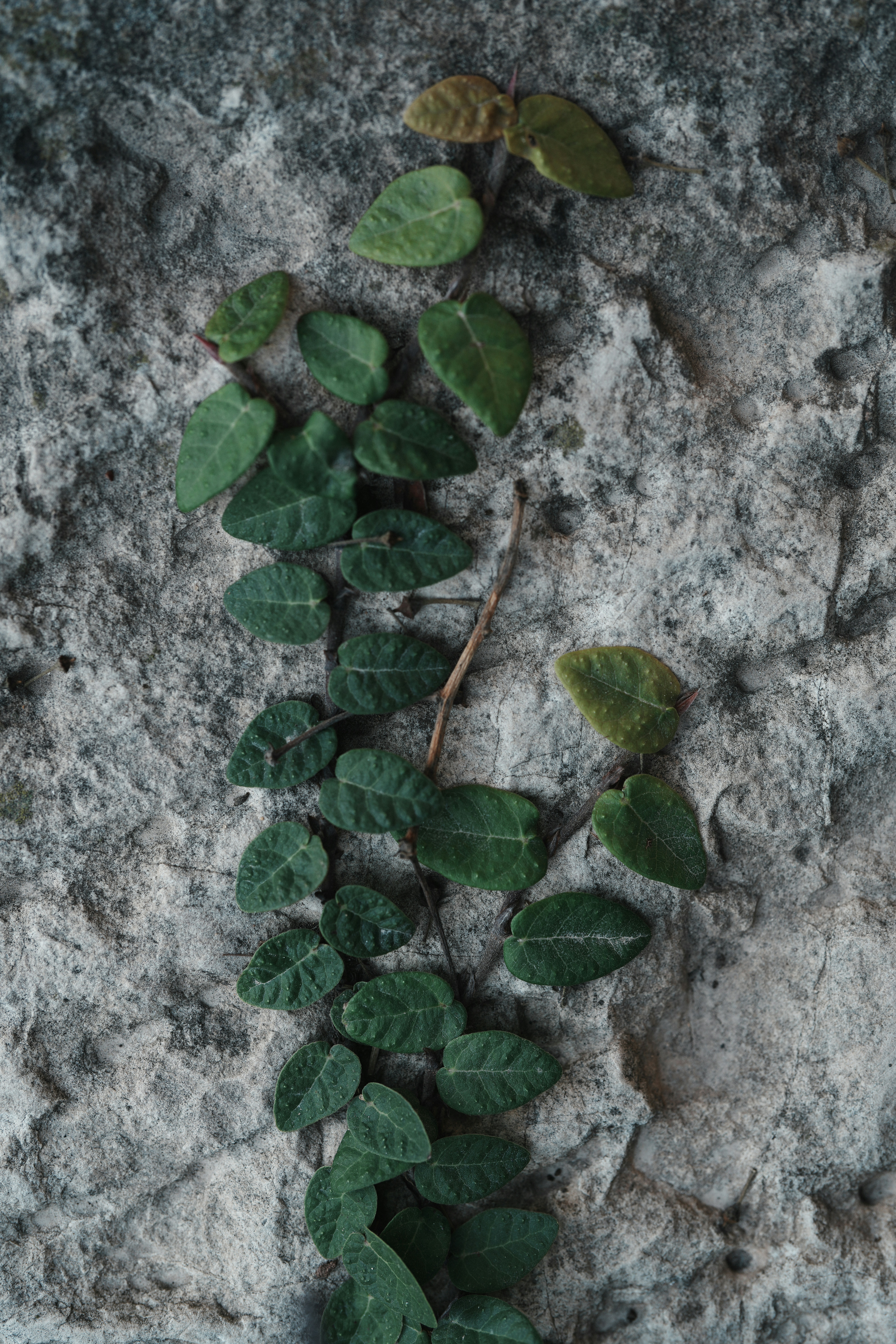 A single line of ivy climbs across rough stone, showing small leaves and surface texture