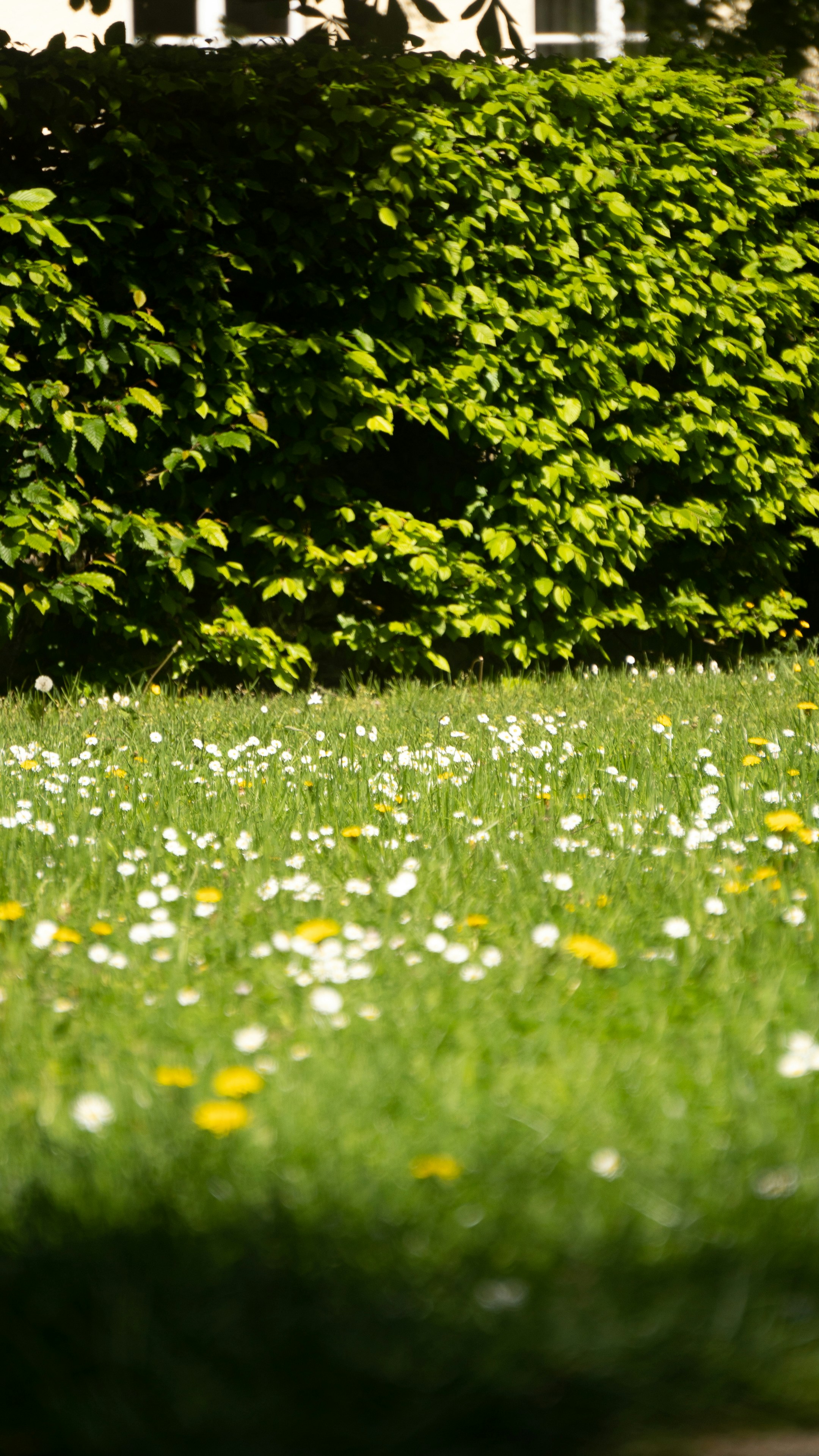 Sunlit Hedge Edge: A Quiet Meadow of Daisies and Yellow Blooms