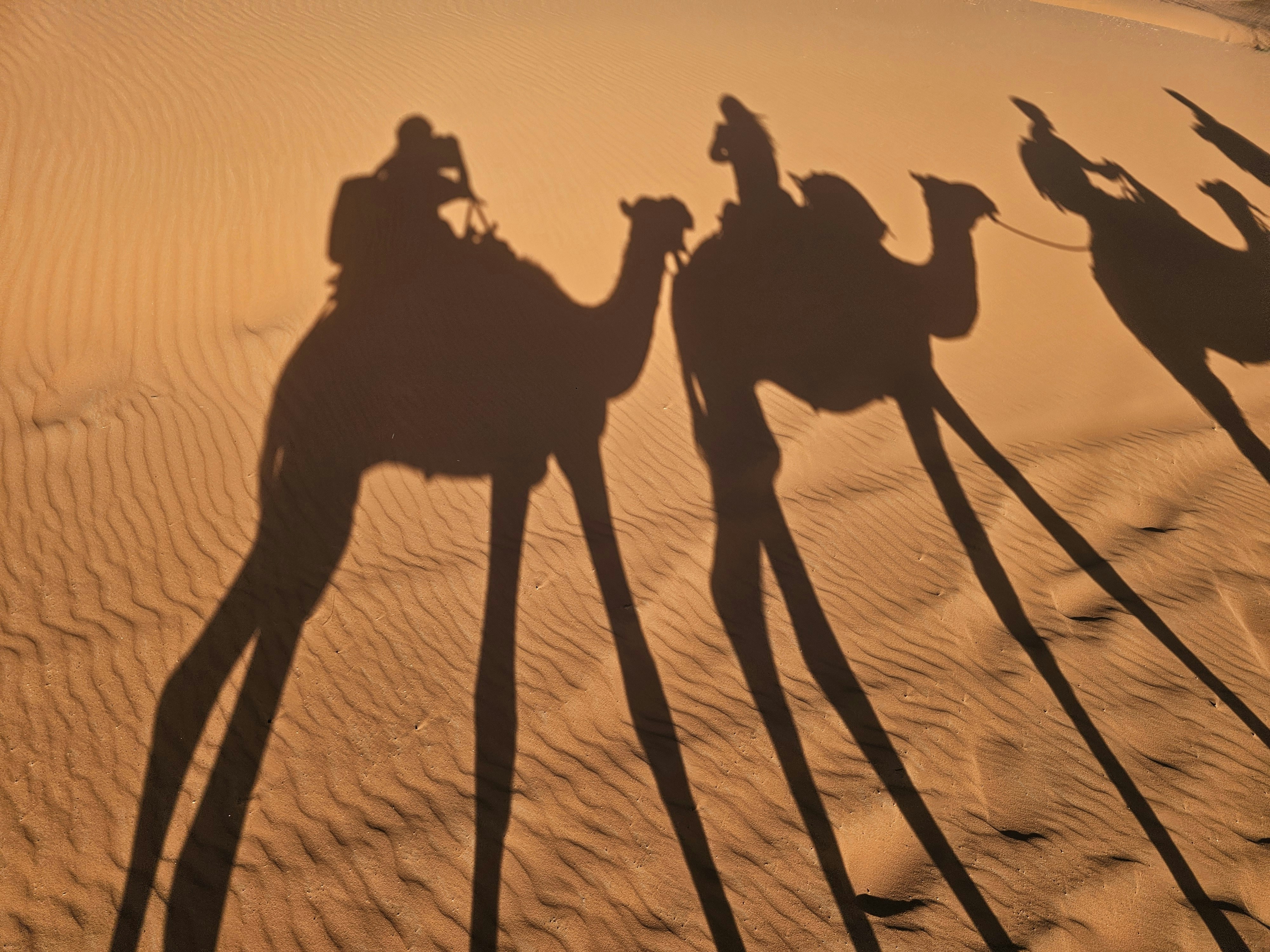 Shadows of camels and their riders in the Sahara Deseret at sunset.