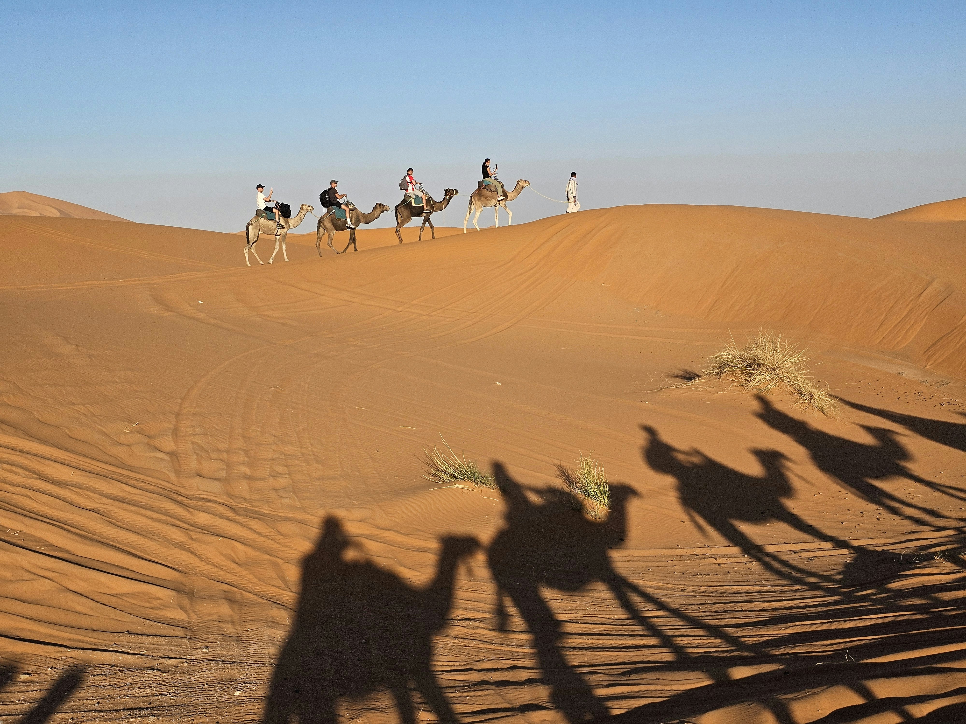 Camels in the Sahara Desert