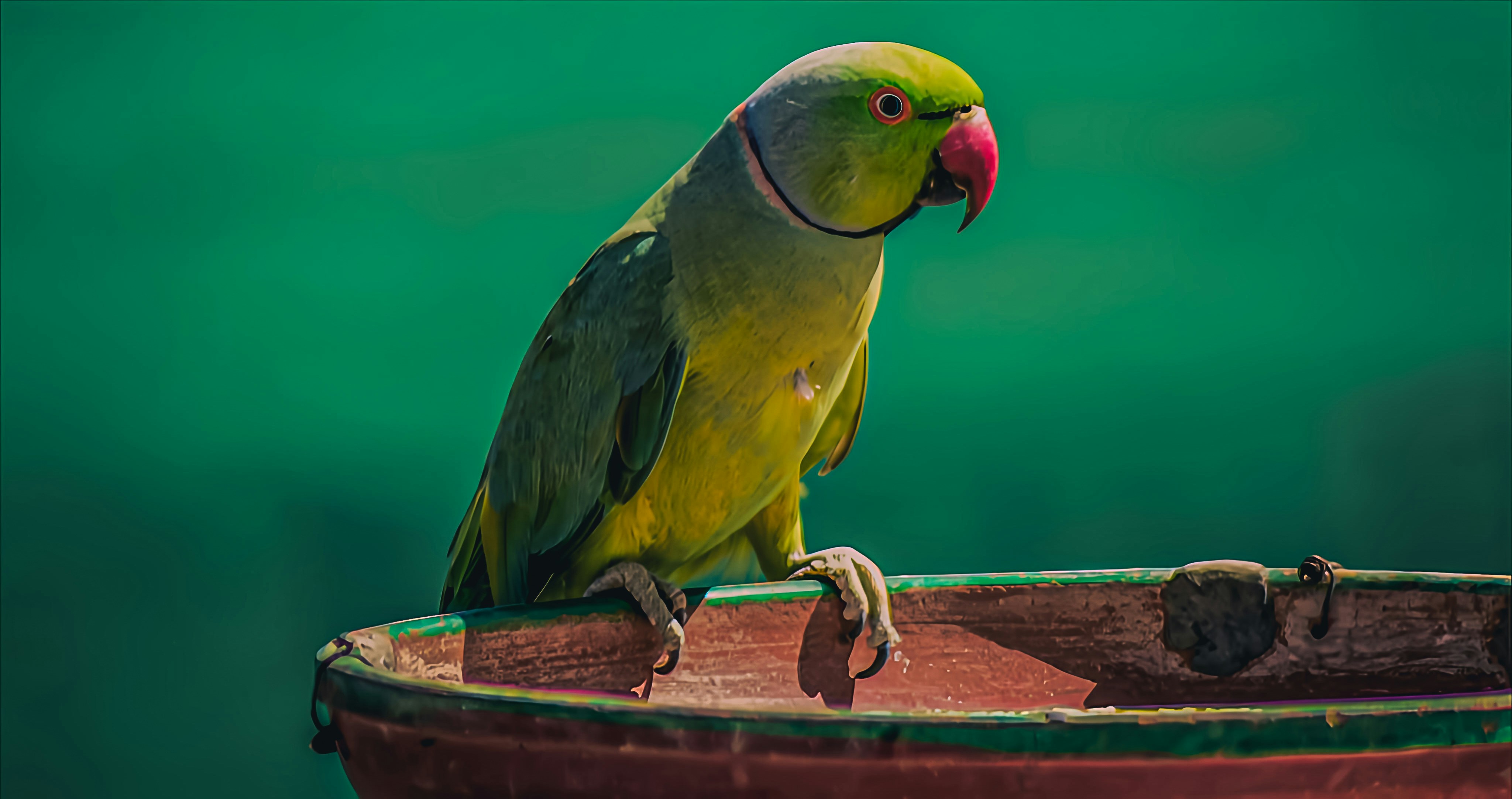 Emerald Parrot Perches on a Weathered Bucket Against a Verdant Backdrop