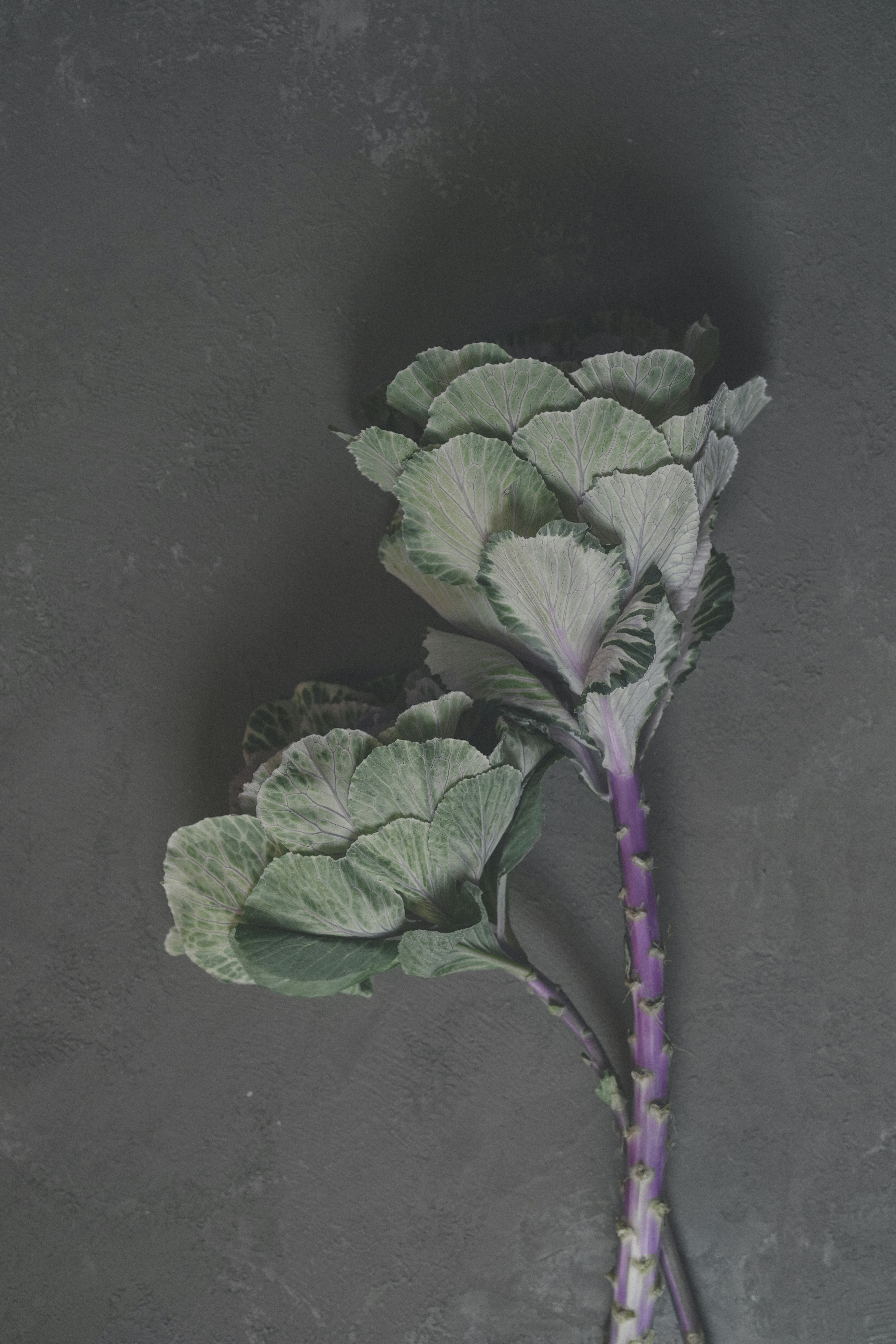 Violet-stemmed kale clusters against a graphite backdrop
