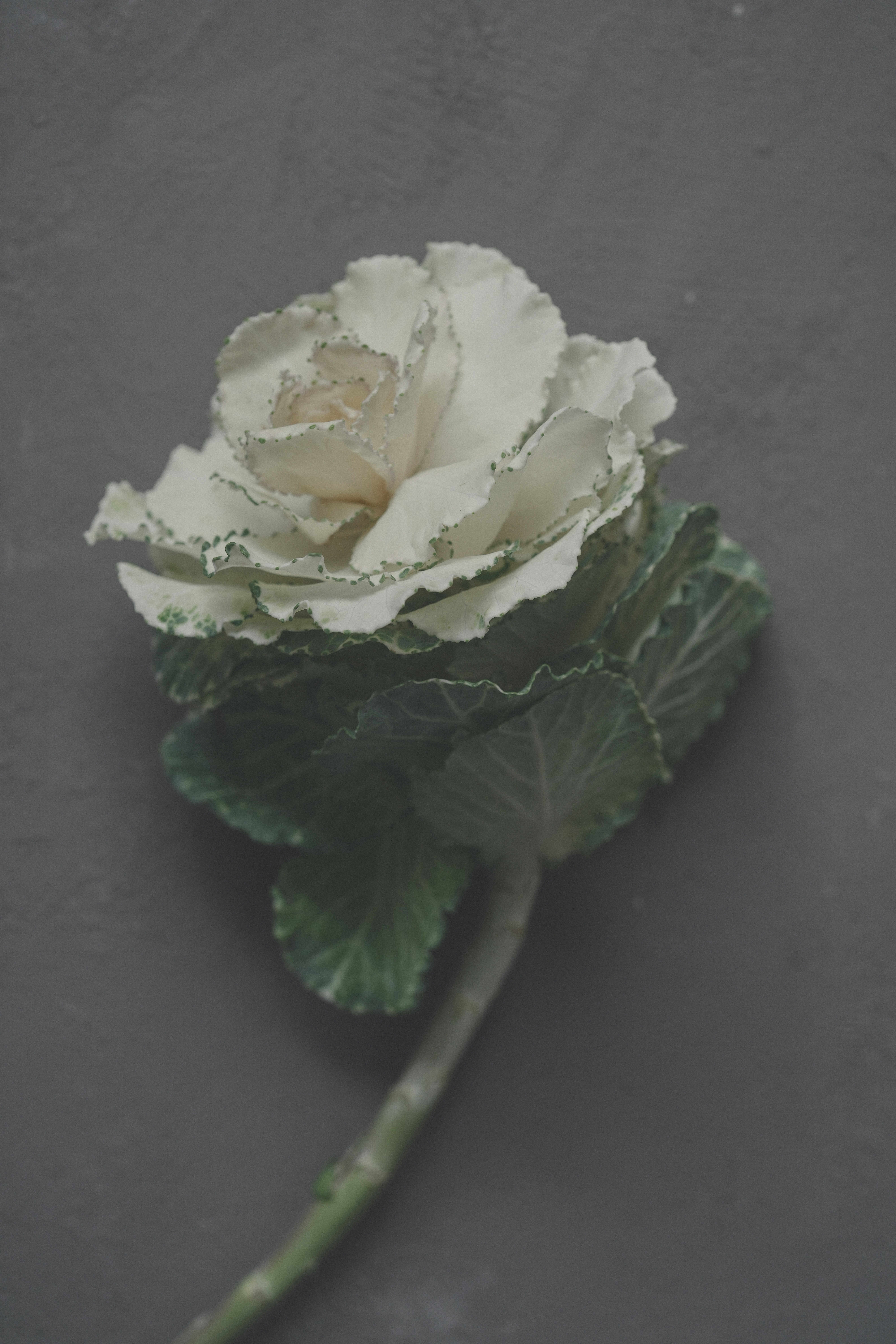 Frost-Kissed Rose on a Slate Canvas
