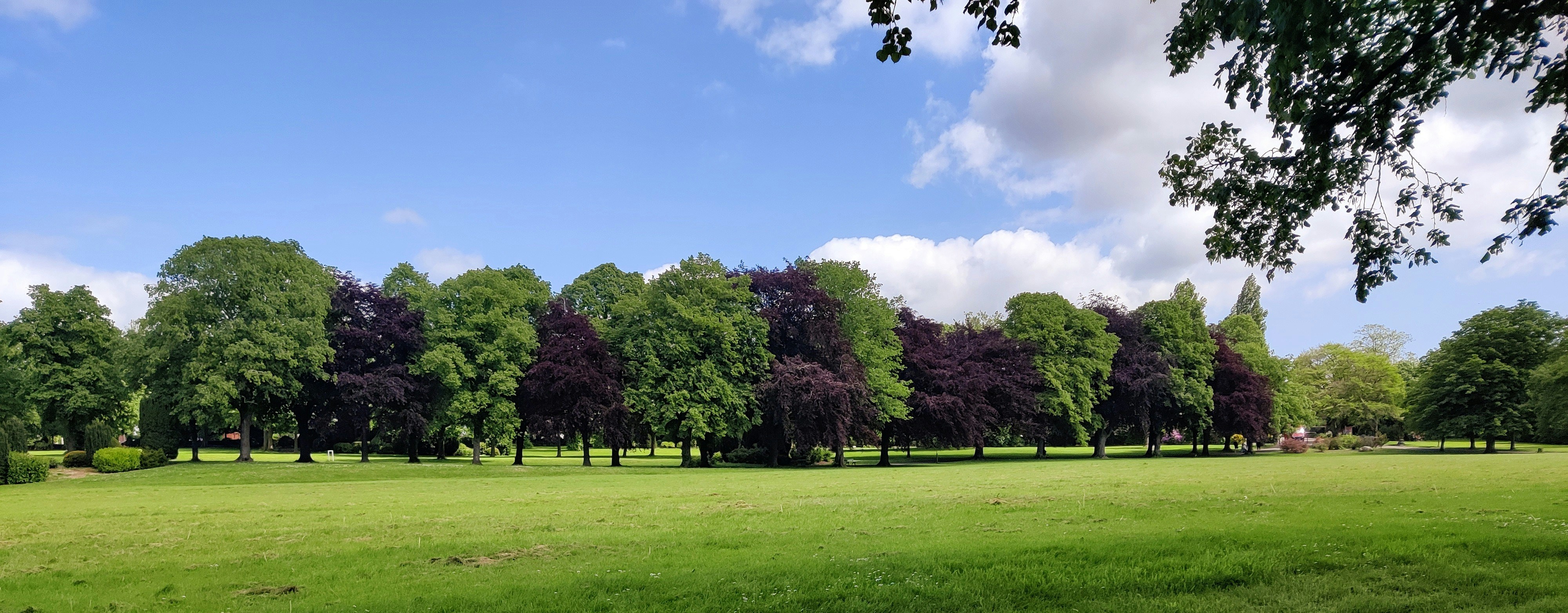 A row of trees in a park