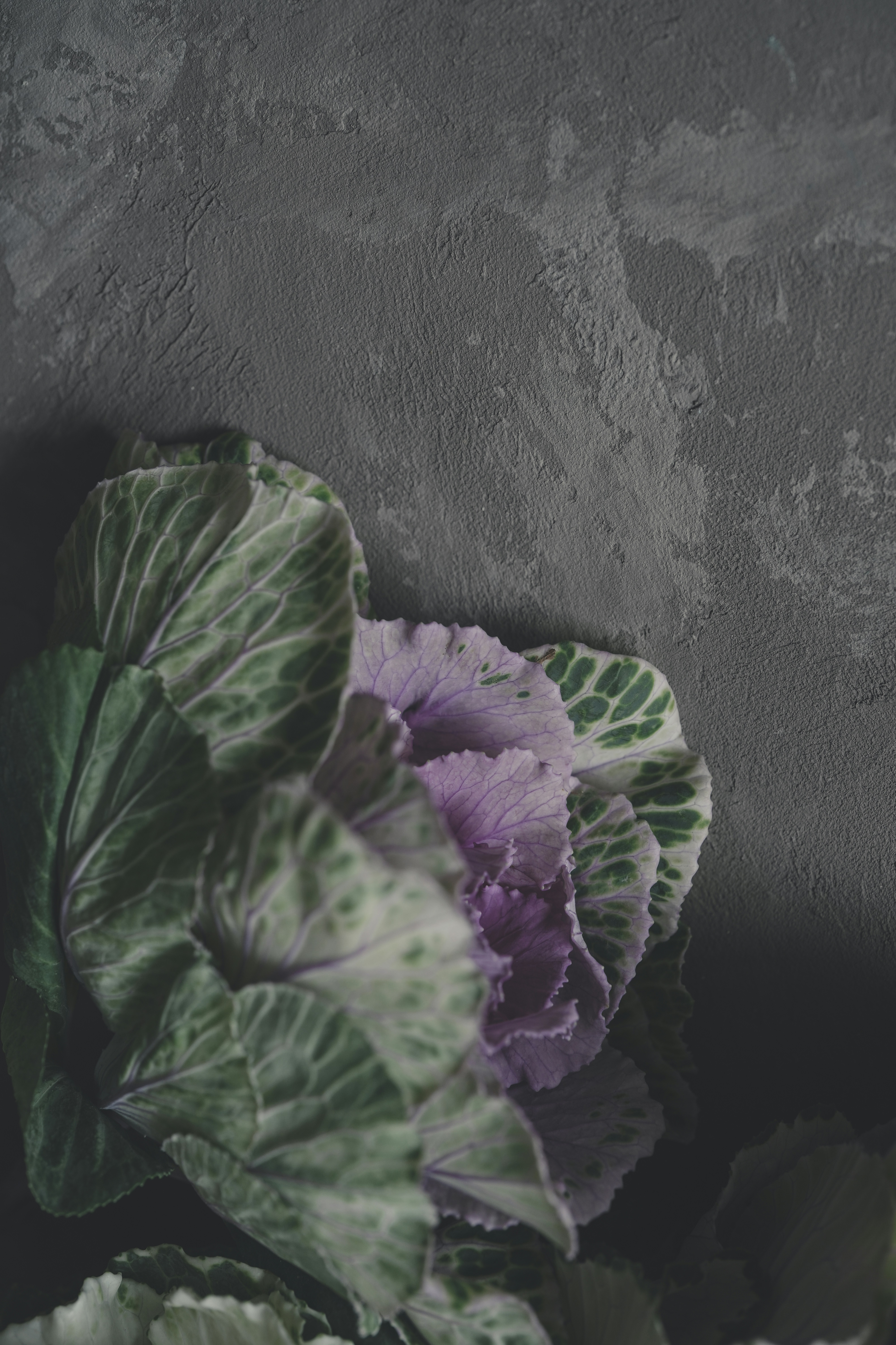 Ornamental cabbage, flowering kale with a purple heart and variegated green leaves, set against a textured grey wall in moody light